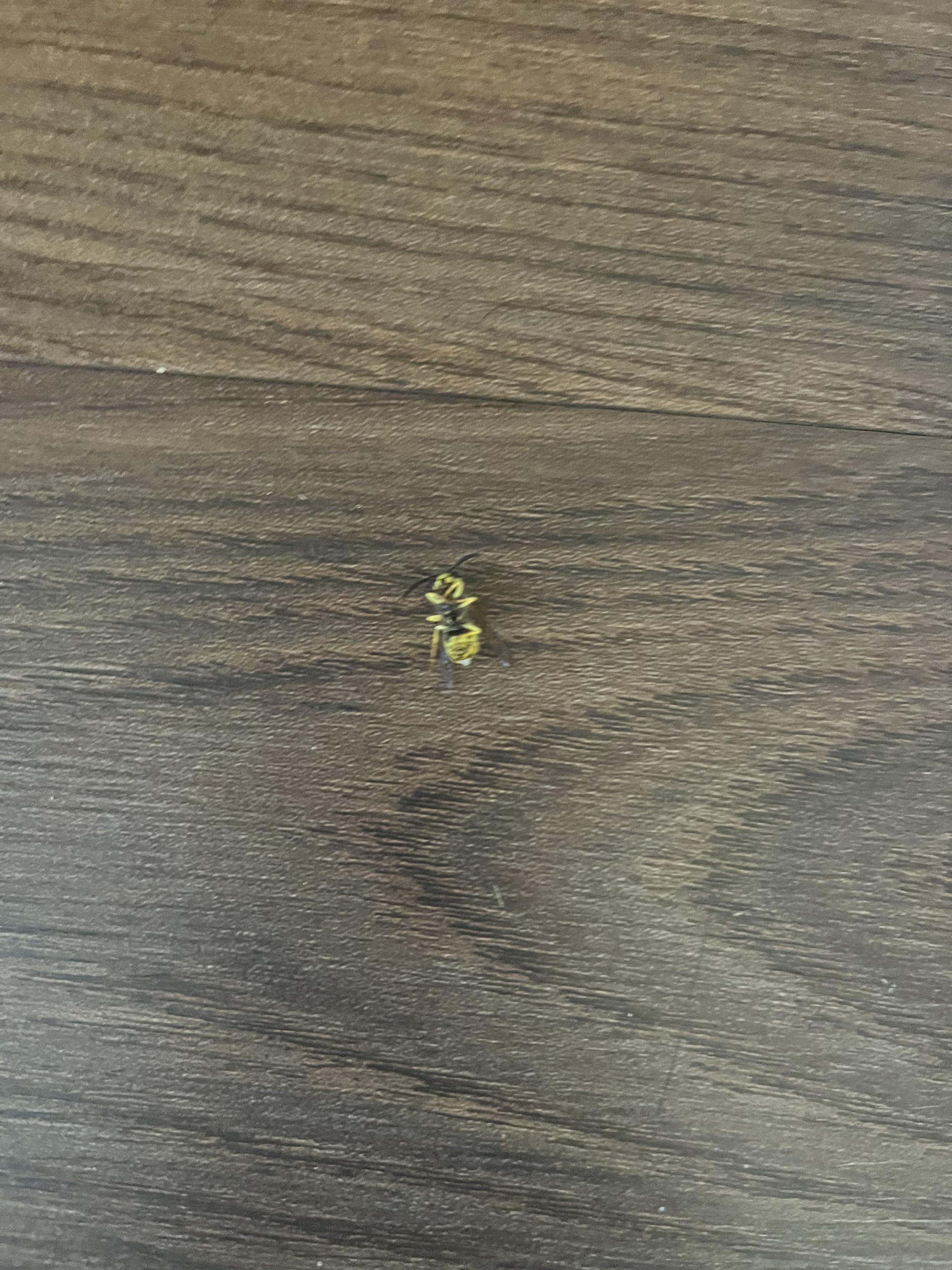 Yellowjackets | Scrolller