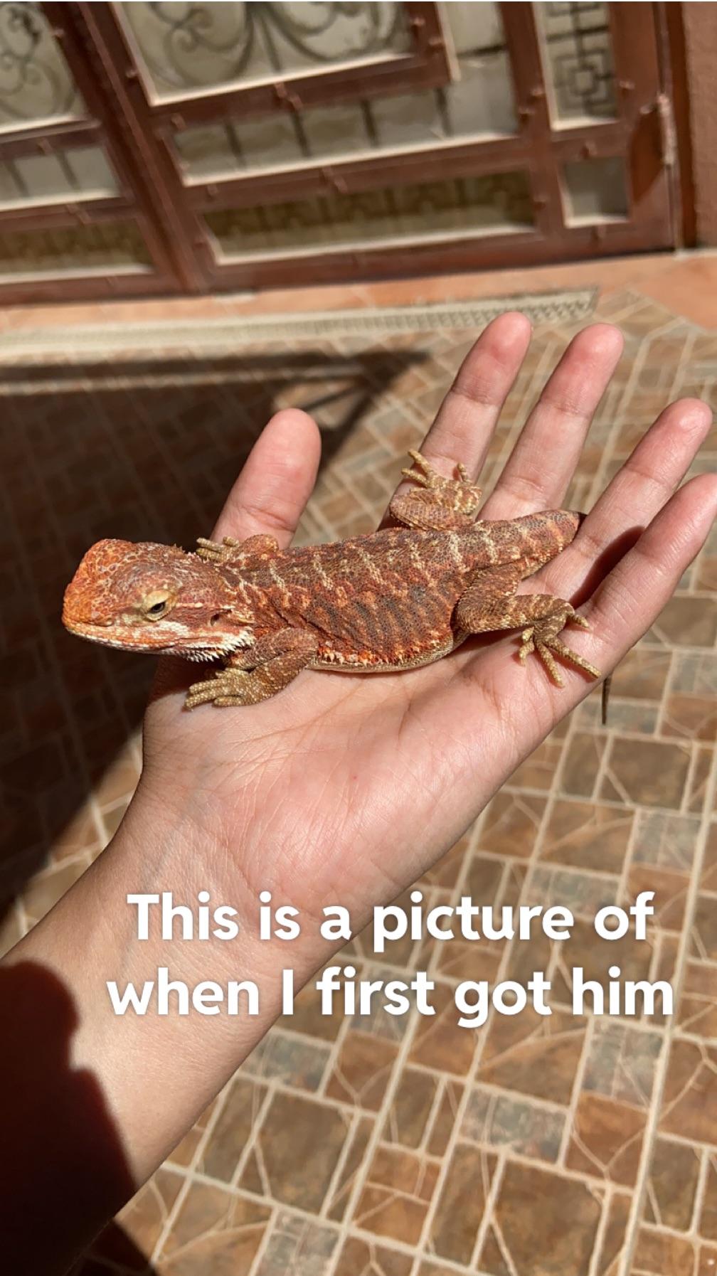 Identify the morph | Scrolller