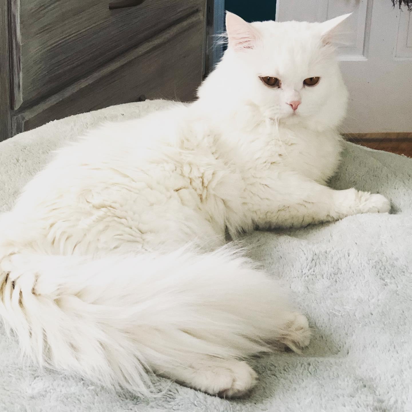 Galileo, my favorite boy. He’s a majestic floof. | Scrolller