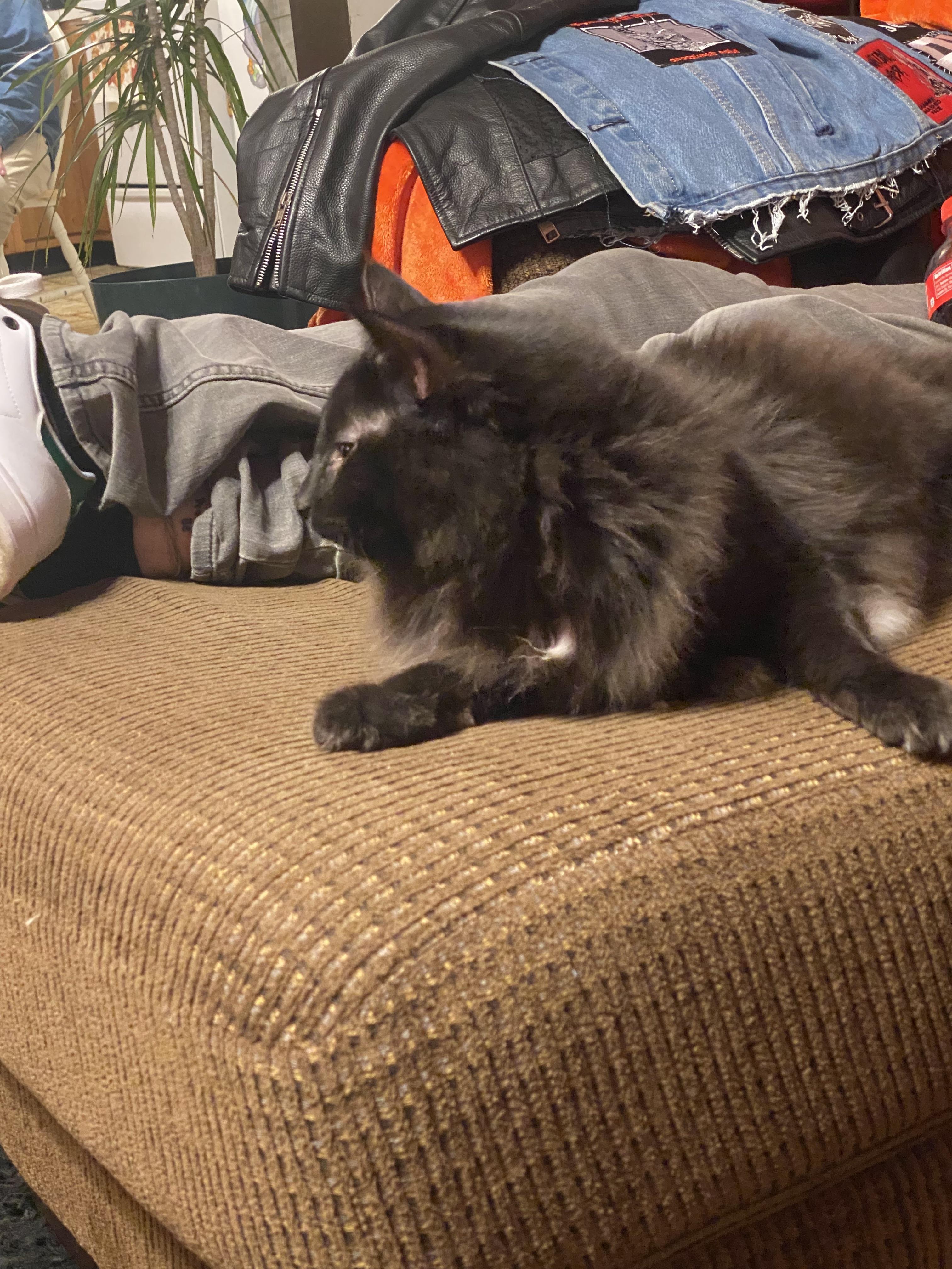 I present to you : cursed pics of sassy pants beans | Scrolller