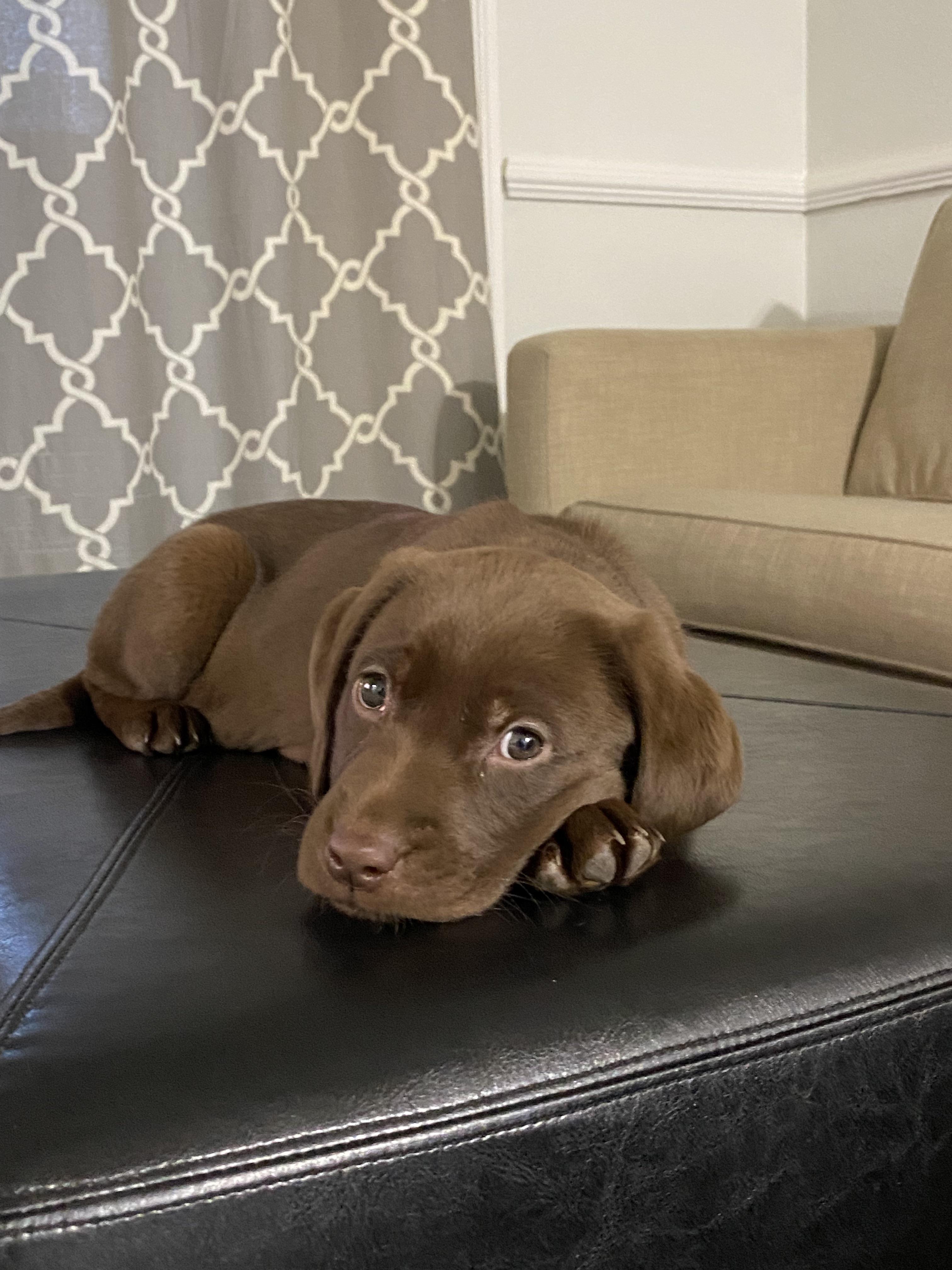 Meet Luna! (OC) | Scrolller