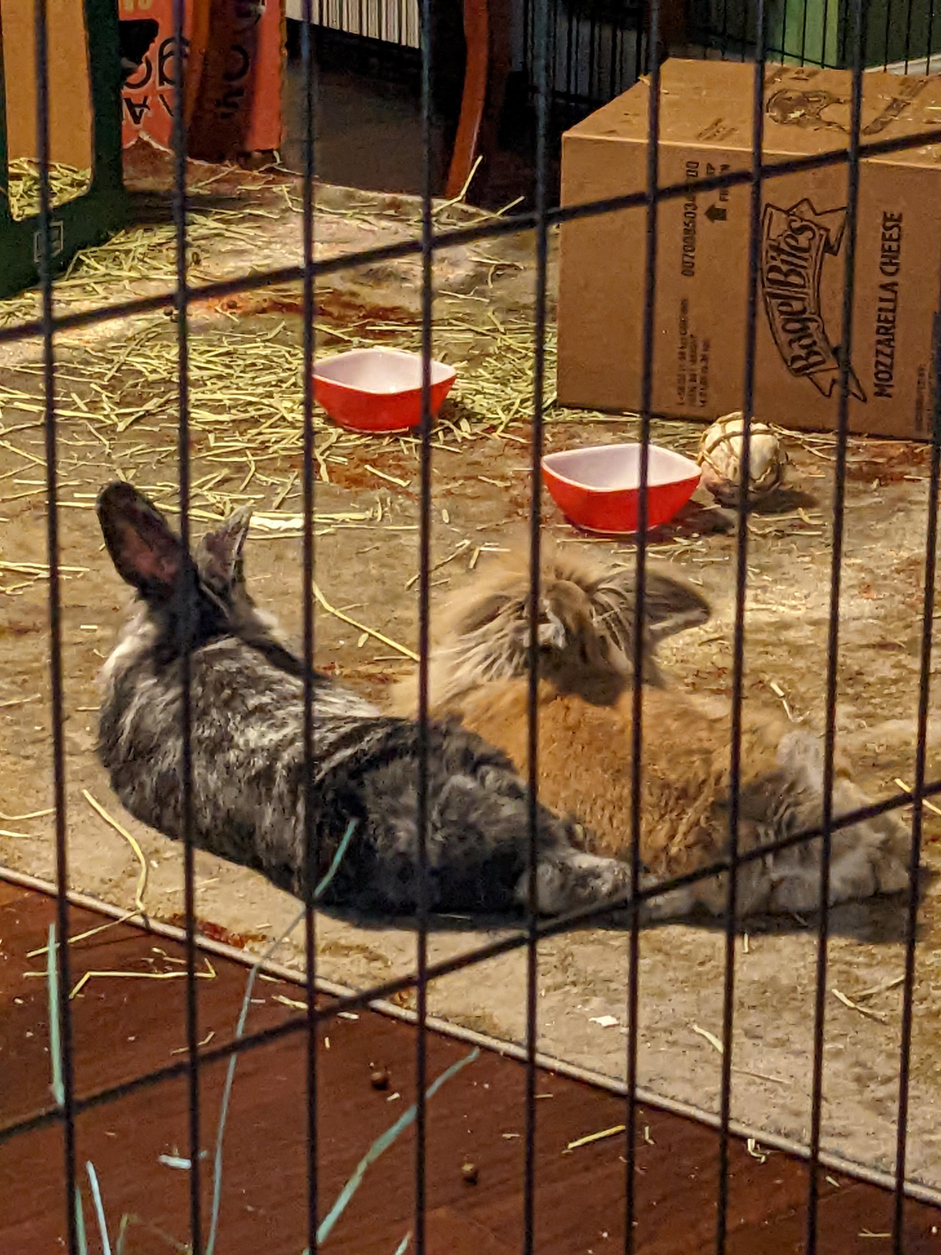 Bonding success! Donkey 🐴 and Cinder Ellie 🌺 appreciation post. | Scrolller