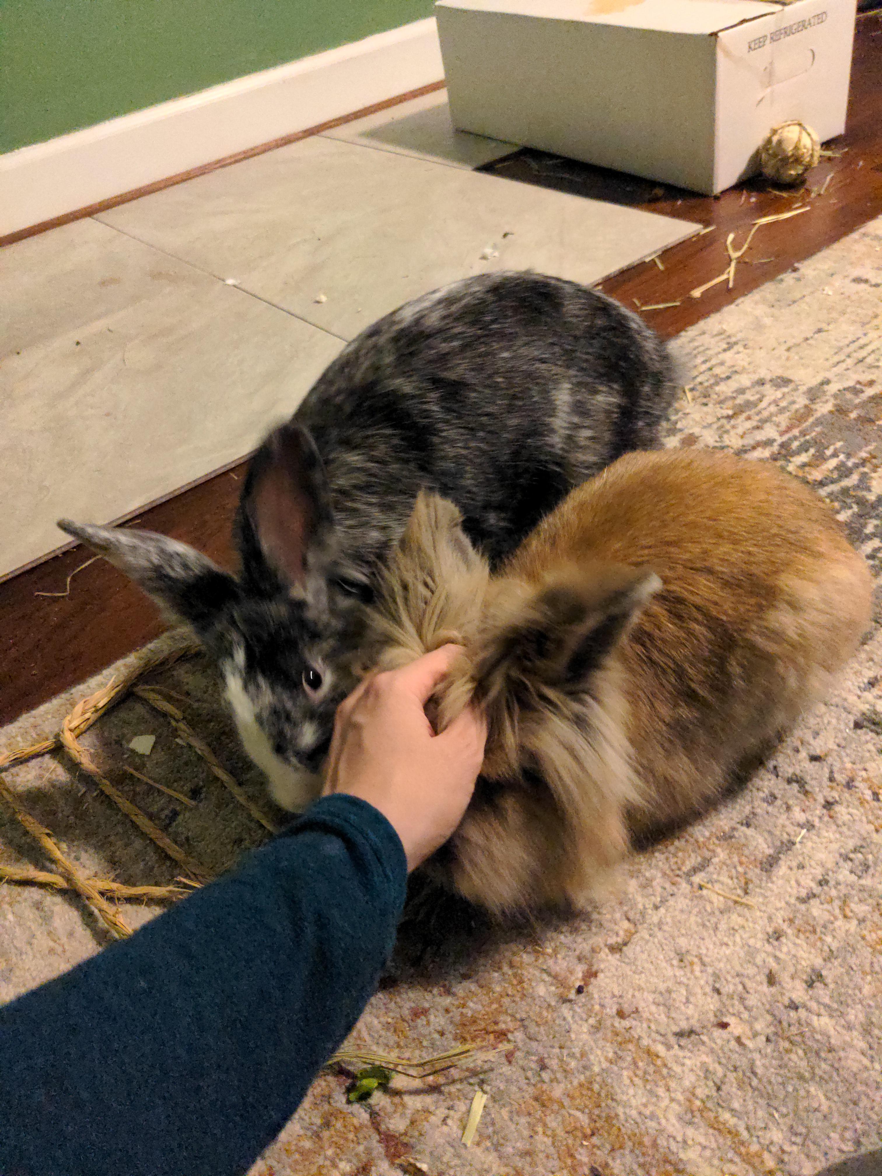 Bonding success! Donkey 🐴 and Cinder Ellie 🌺 appreciation post. | Scrolller