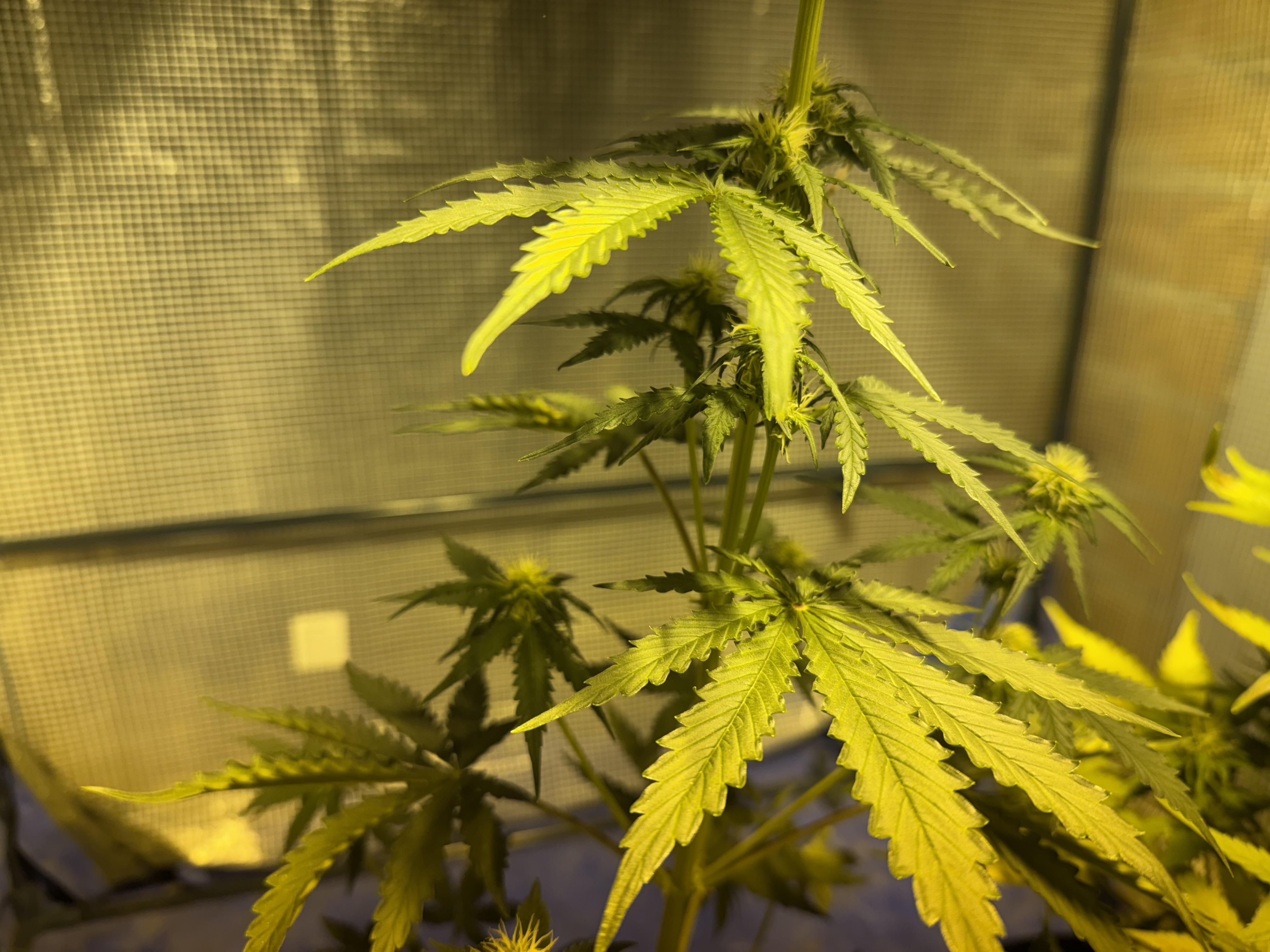 Rate my plants | Scrolller