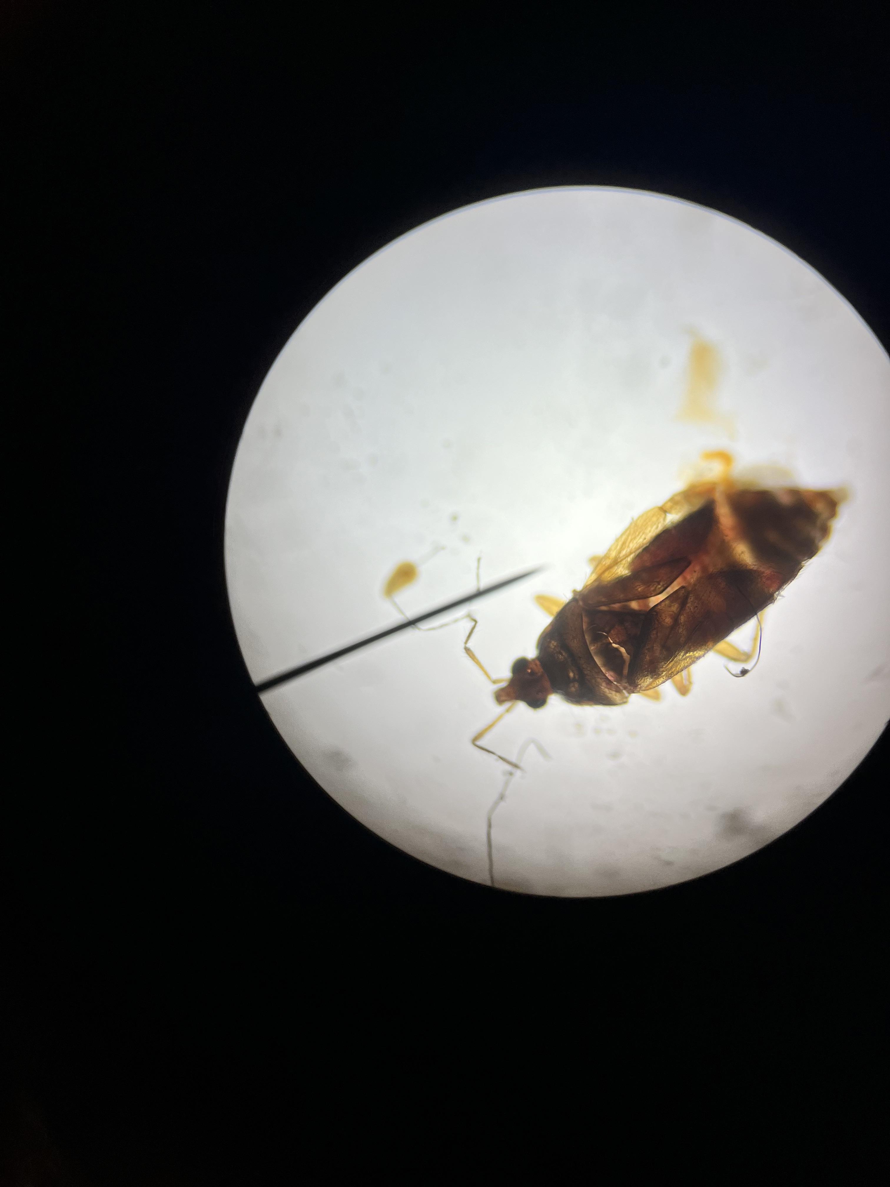 What is this bug? | Scrolller