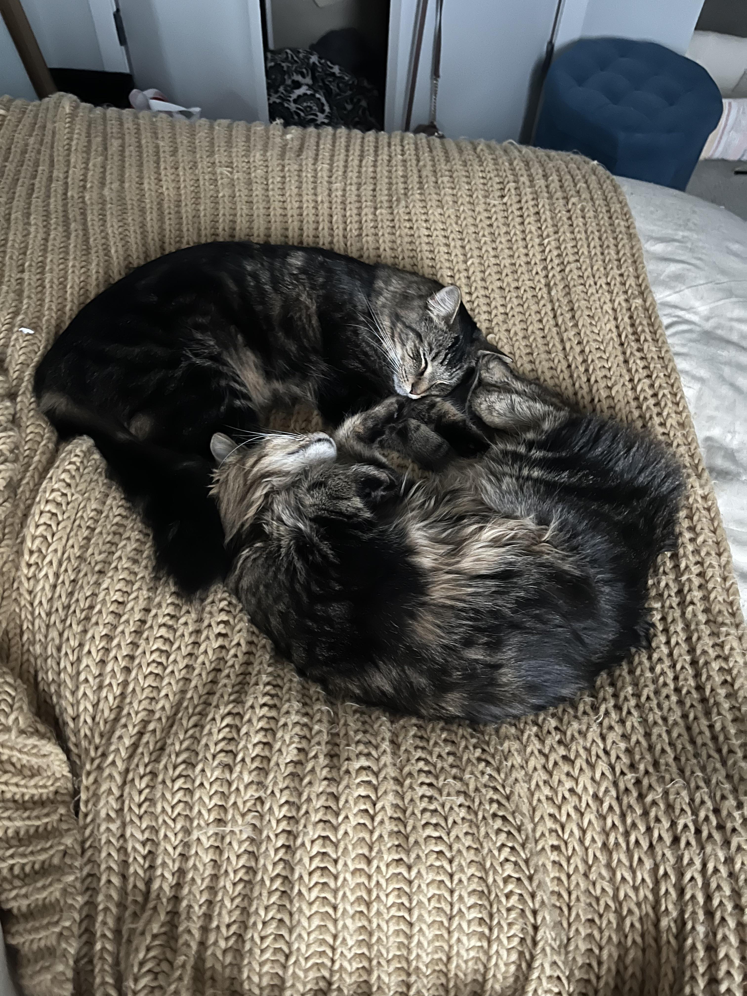 Yin Yang? | Scrolller