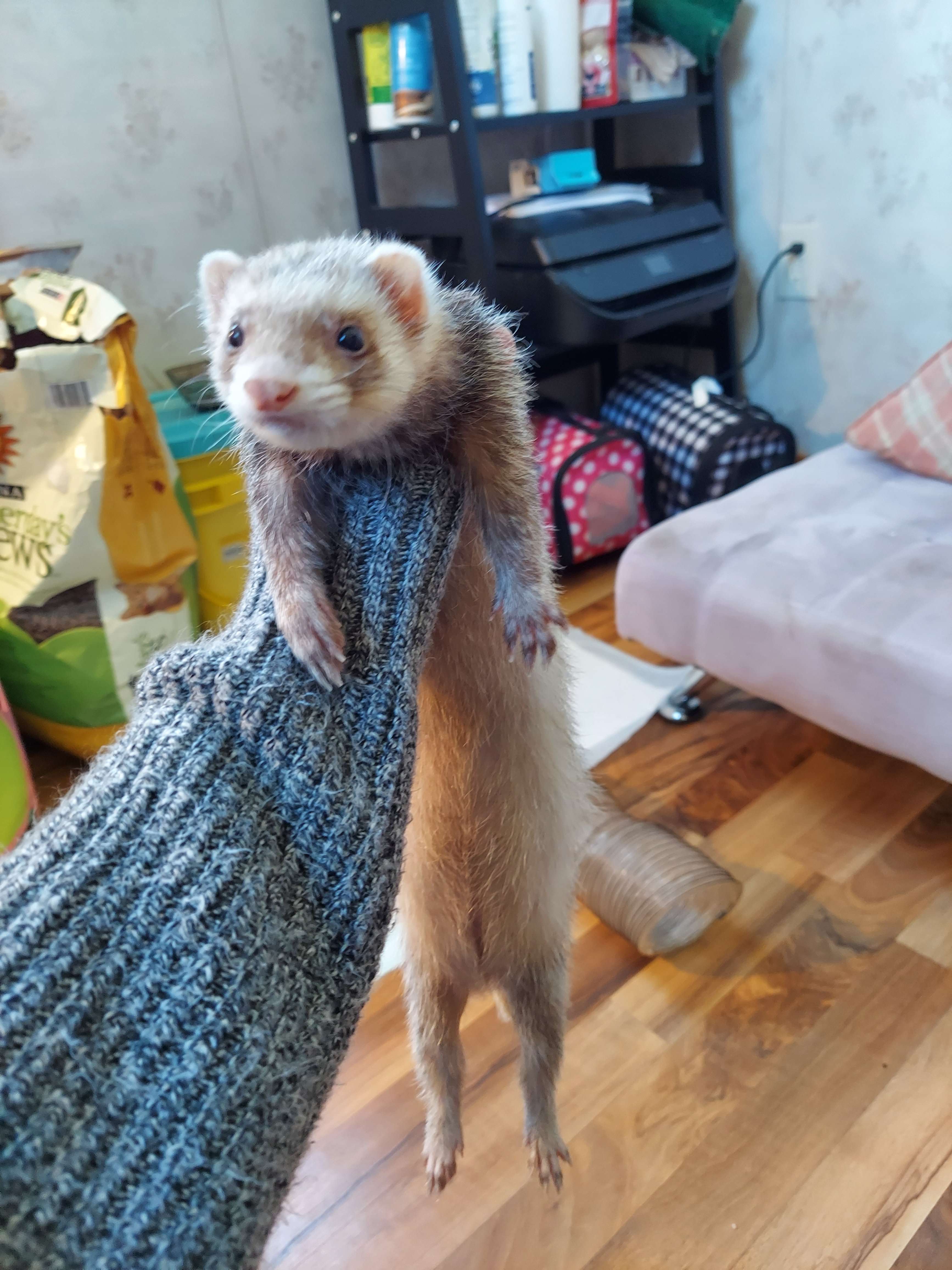 Discover more like Ferrets: Luna, I'll meet you at the rainbow bridge and Related Content ...