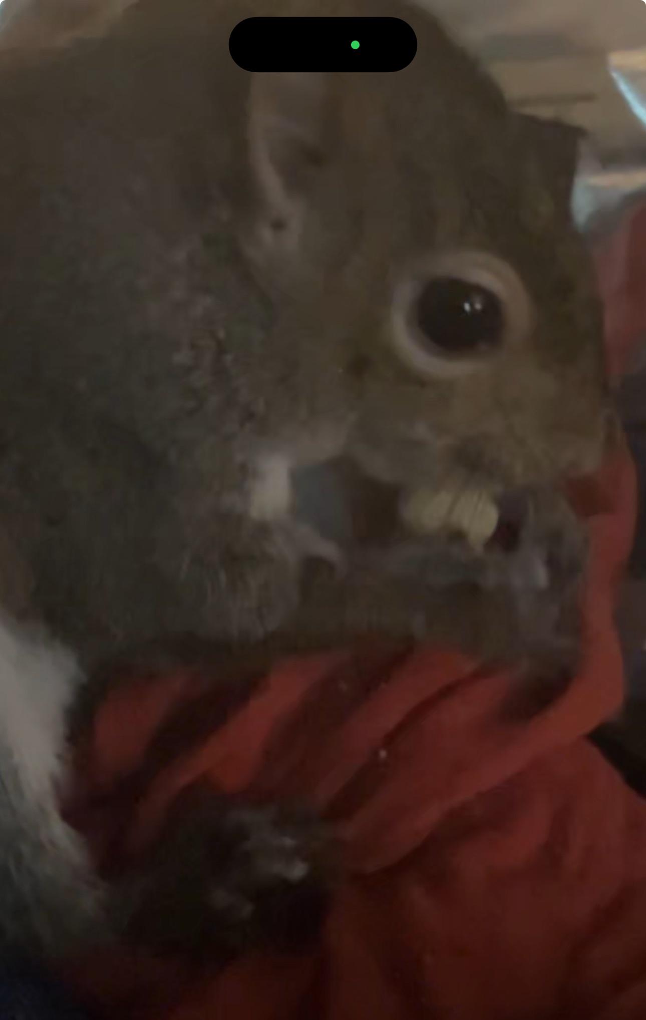 Squirrel! | Scrolller