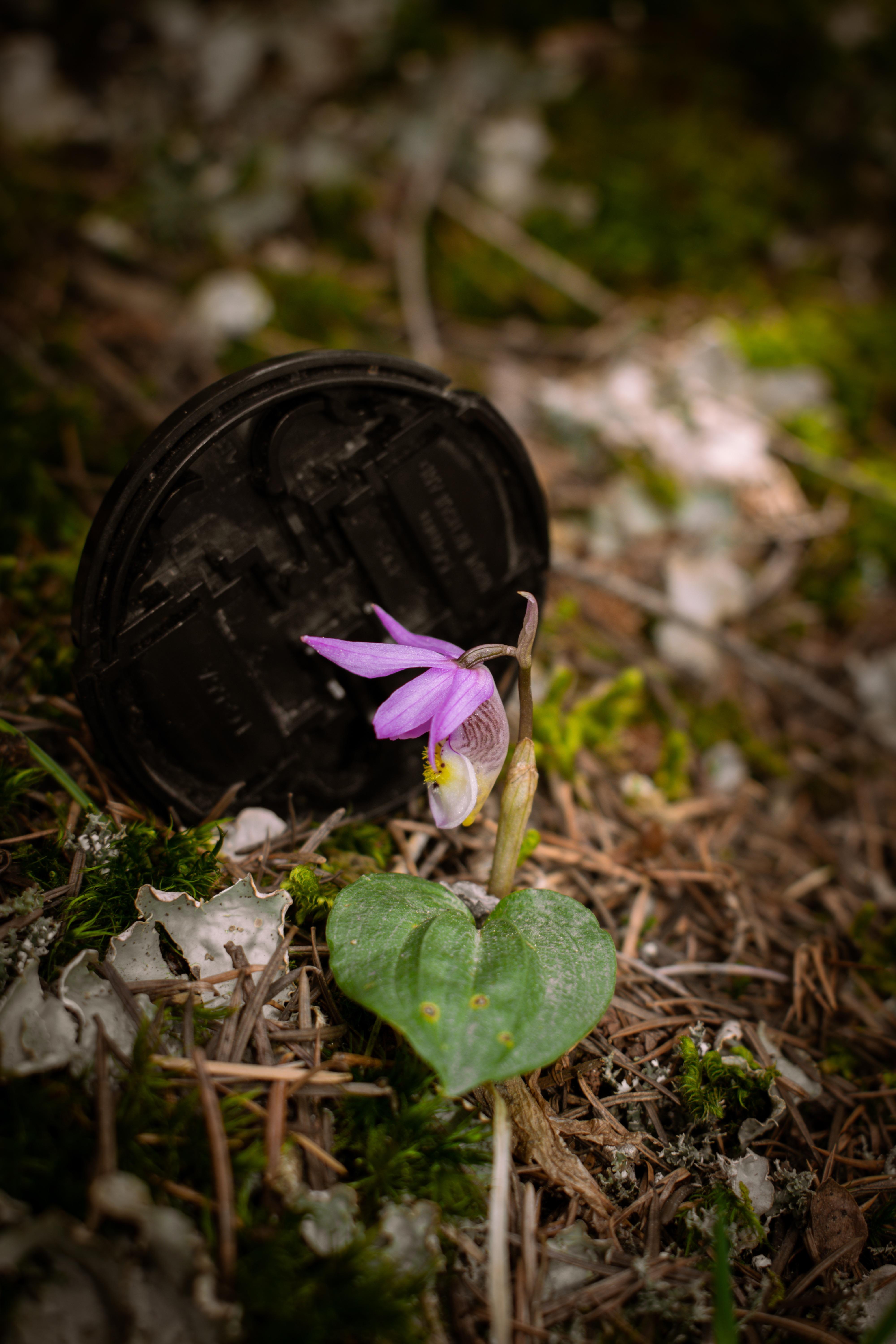Calypso bulbosa growing in the Rocky Mountains | Scrolller