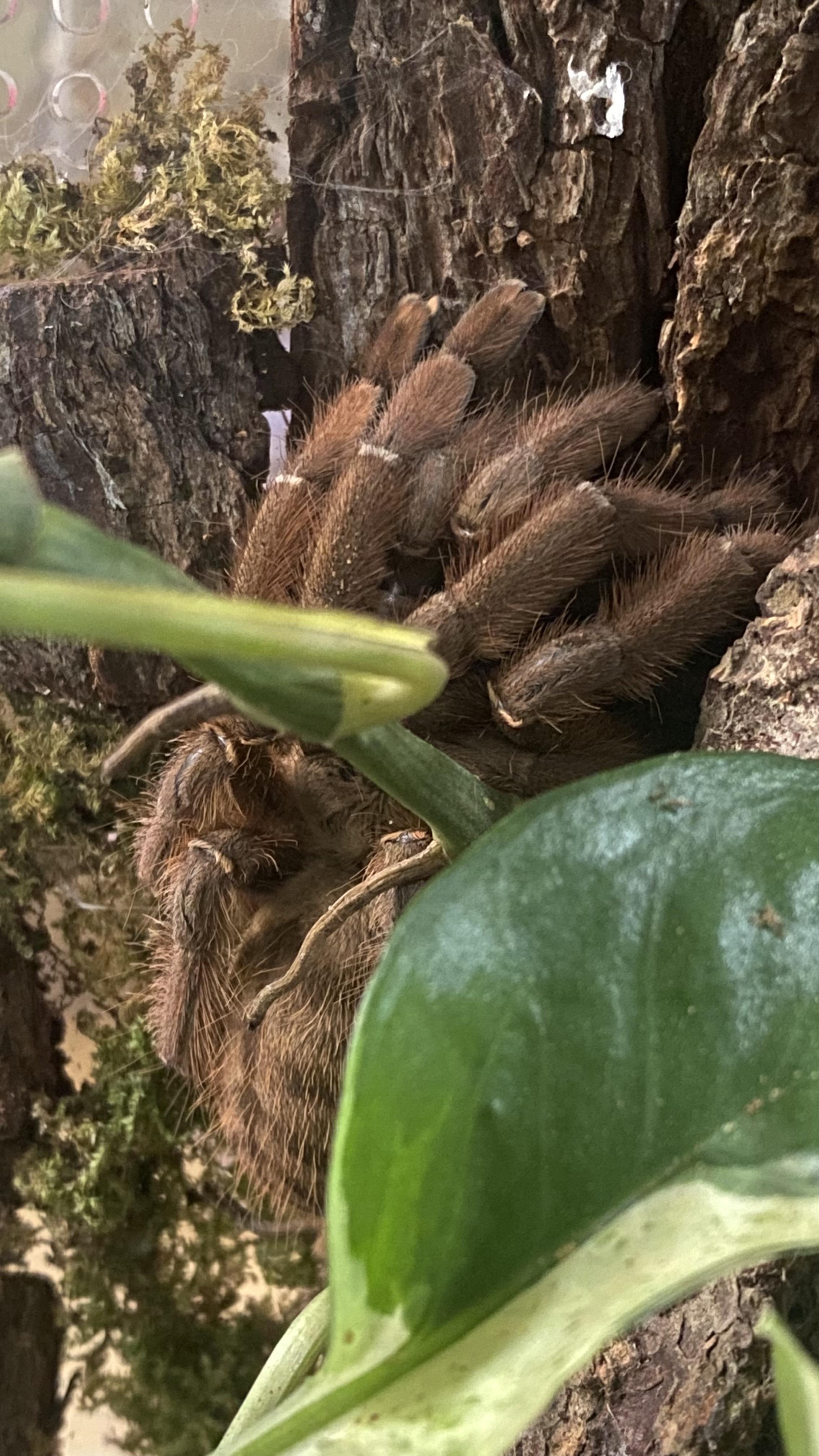 Peaches the Peach Earth Tiger | Scrolller