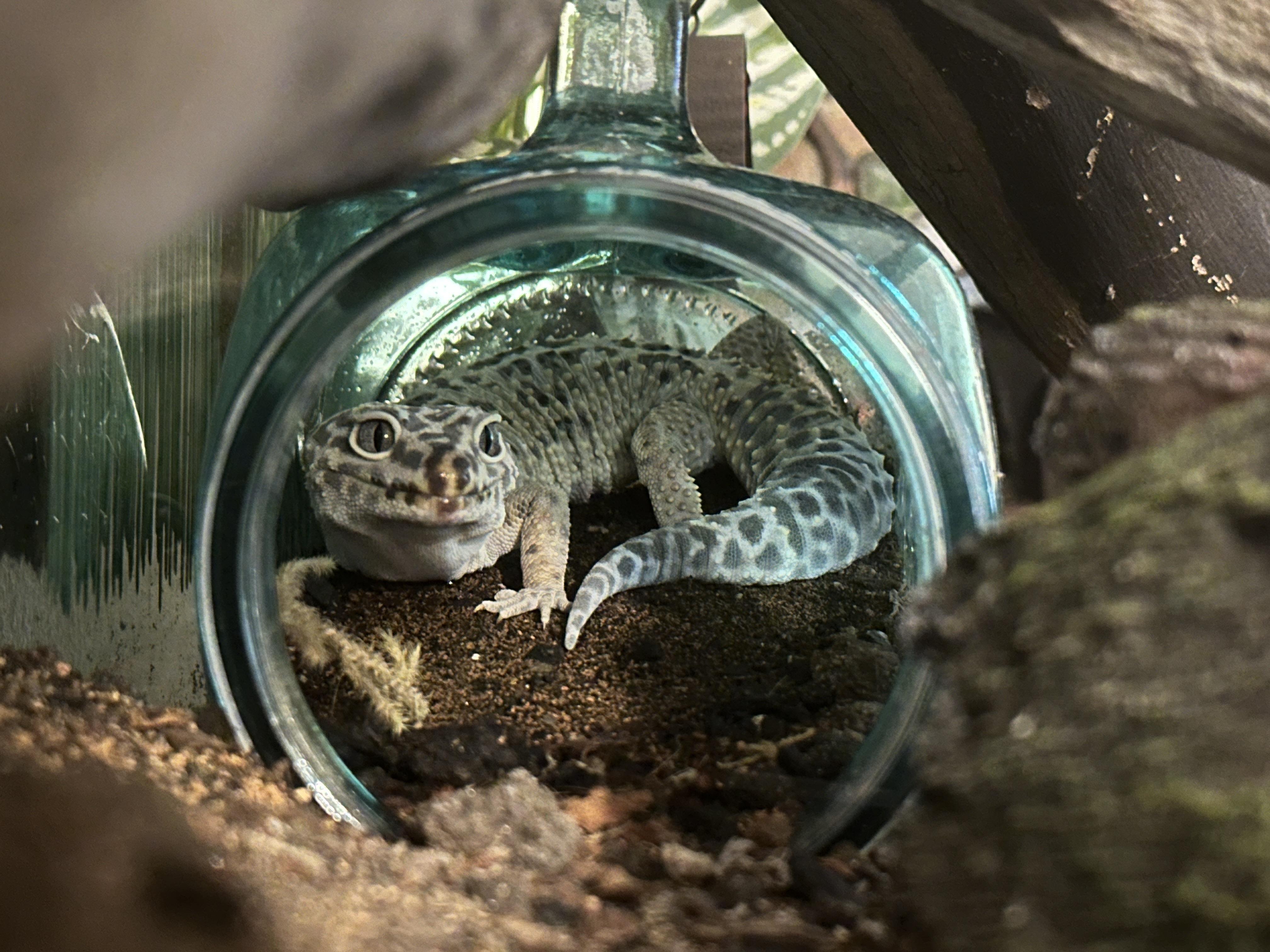 Show me your geckos 🥰 | Scrolller