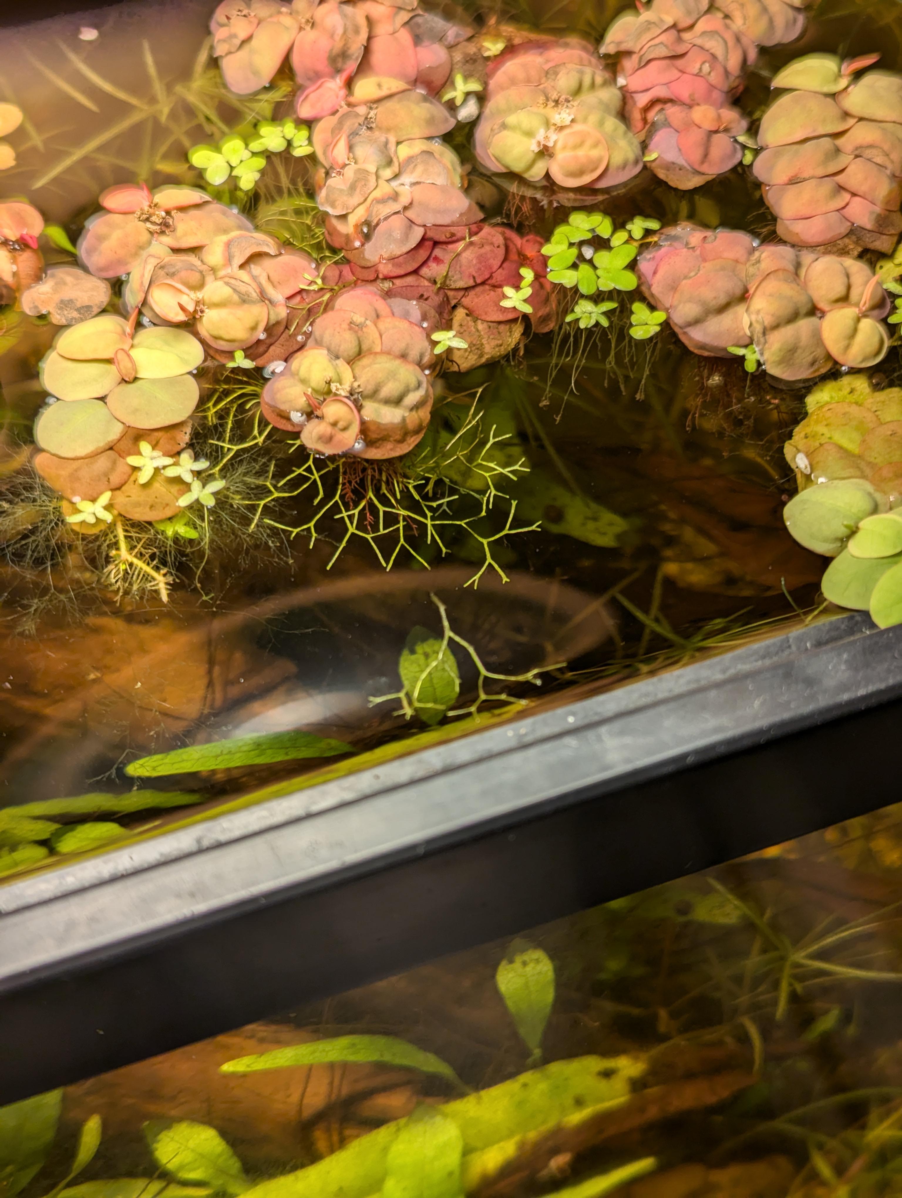 Plant ID? | Scrolller