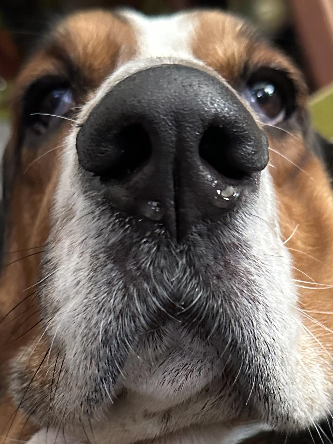 You just got cyber sniffed by Mabel | Scrolller