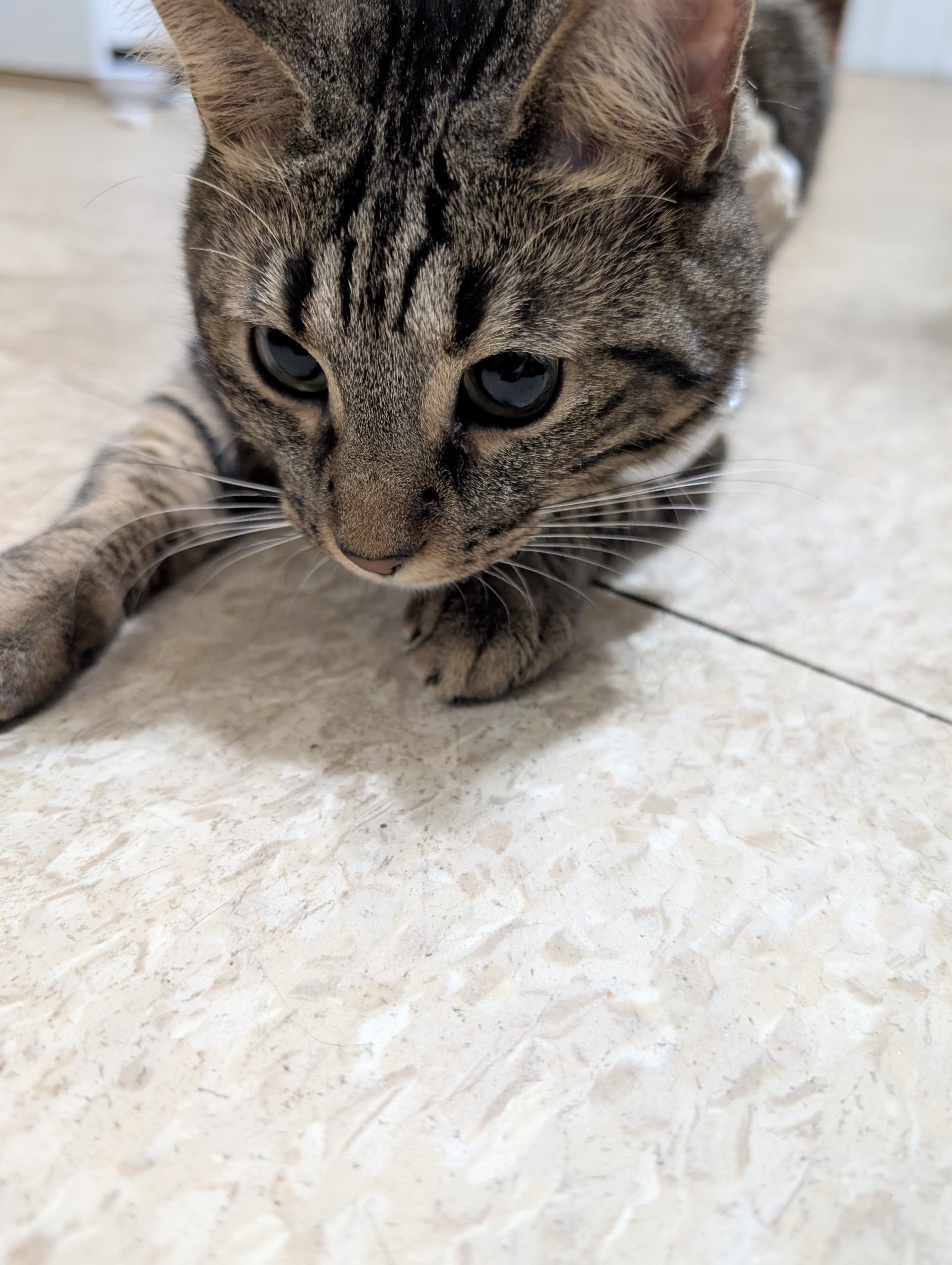 My big girl, Coco, and my little pipsqueak, Tofu | Scrolller