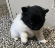 Meet Robin! | Scrolller