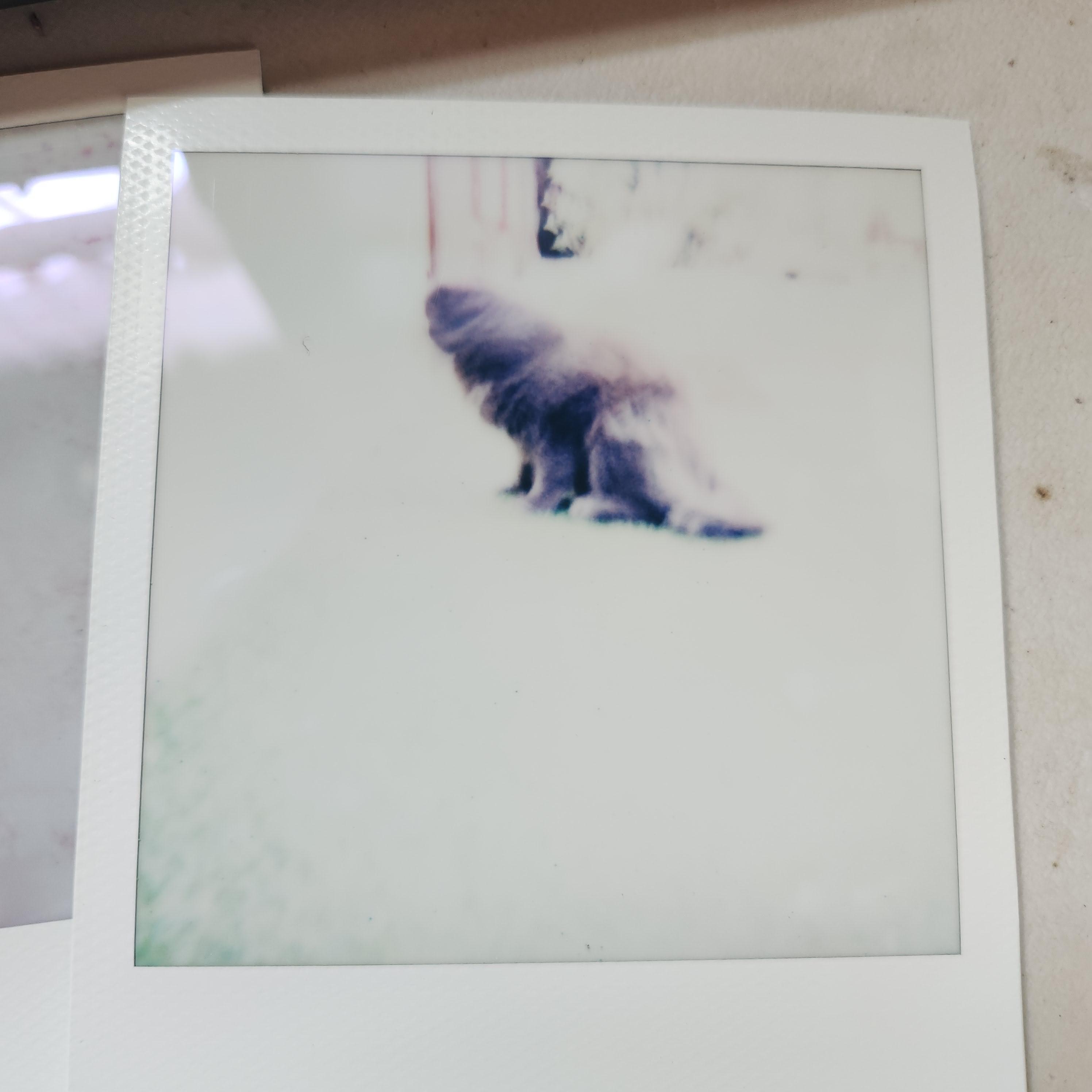 Cant shoot a decent picture with my polaroid | Scrolller