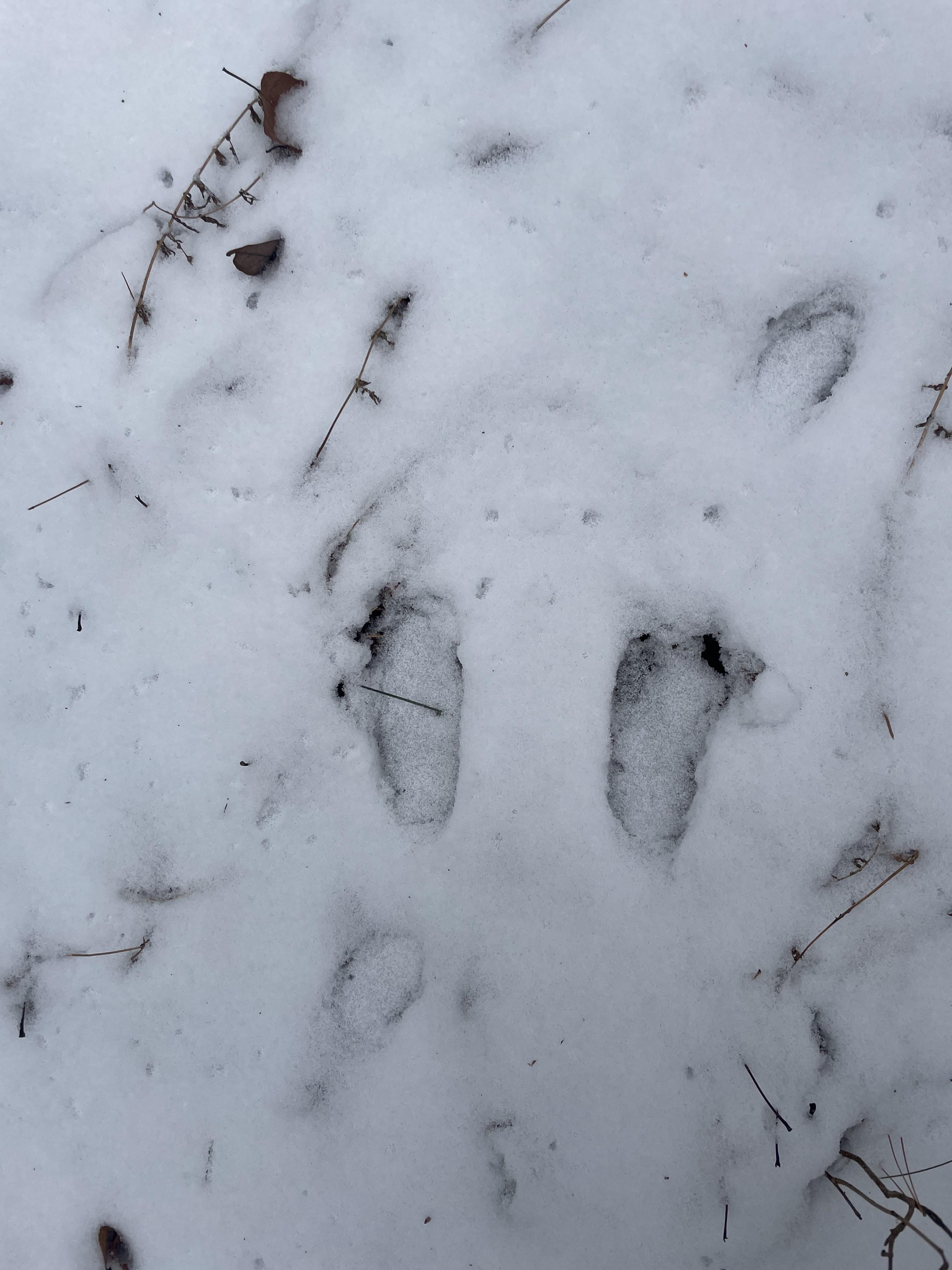 Track ID | Scrolller