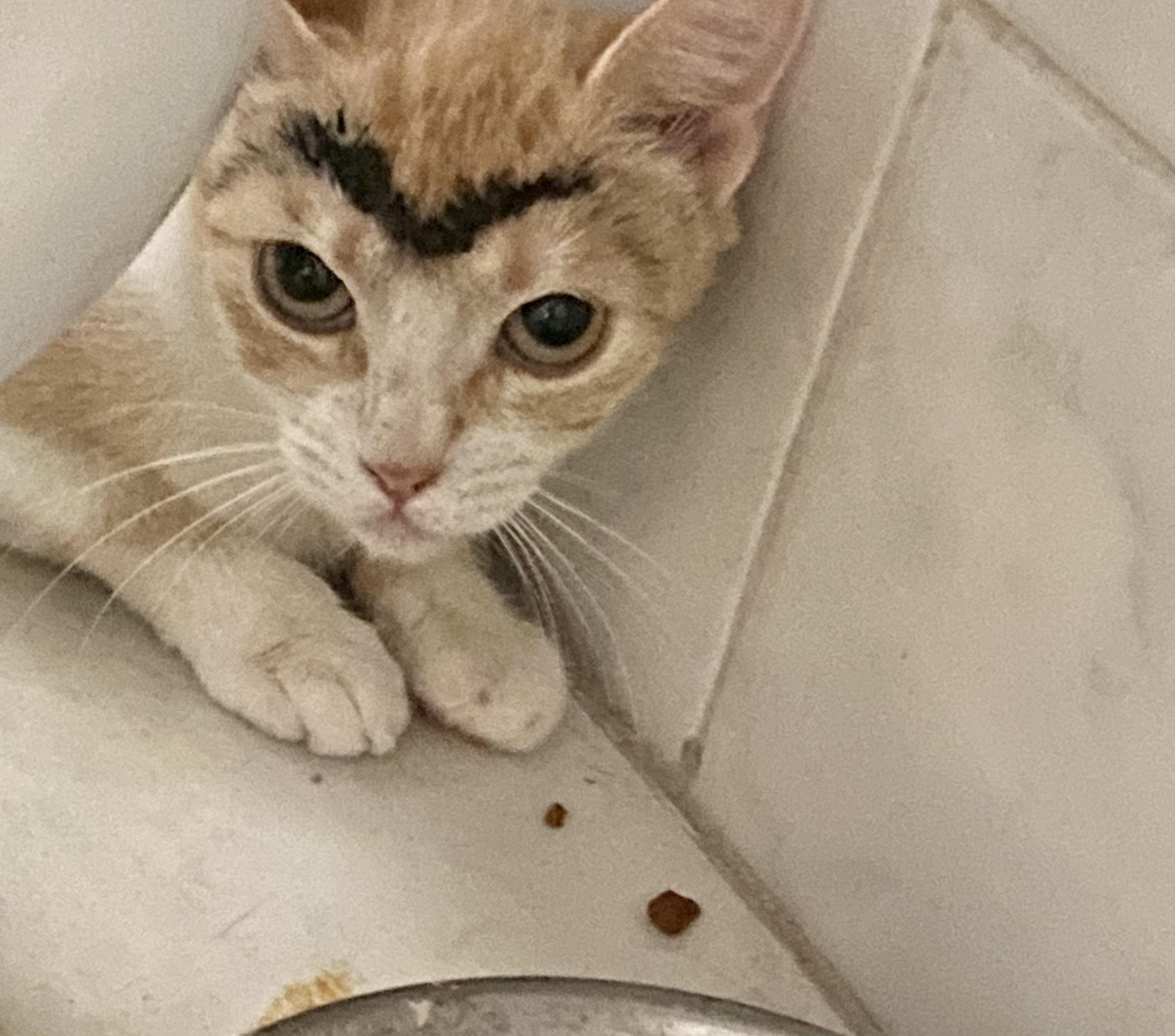 Gato meme | Scrolller