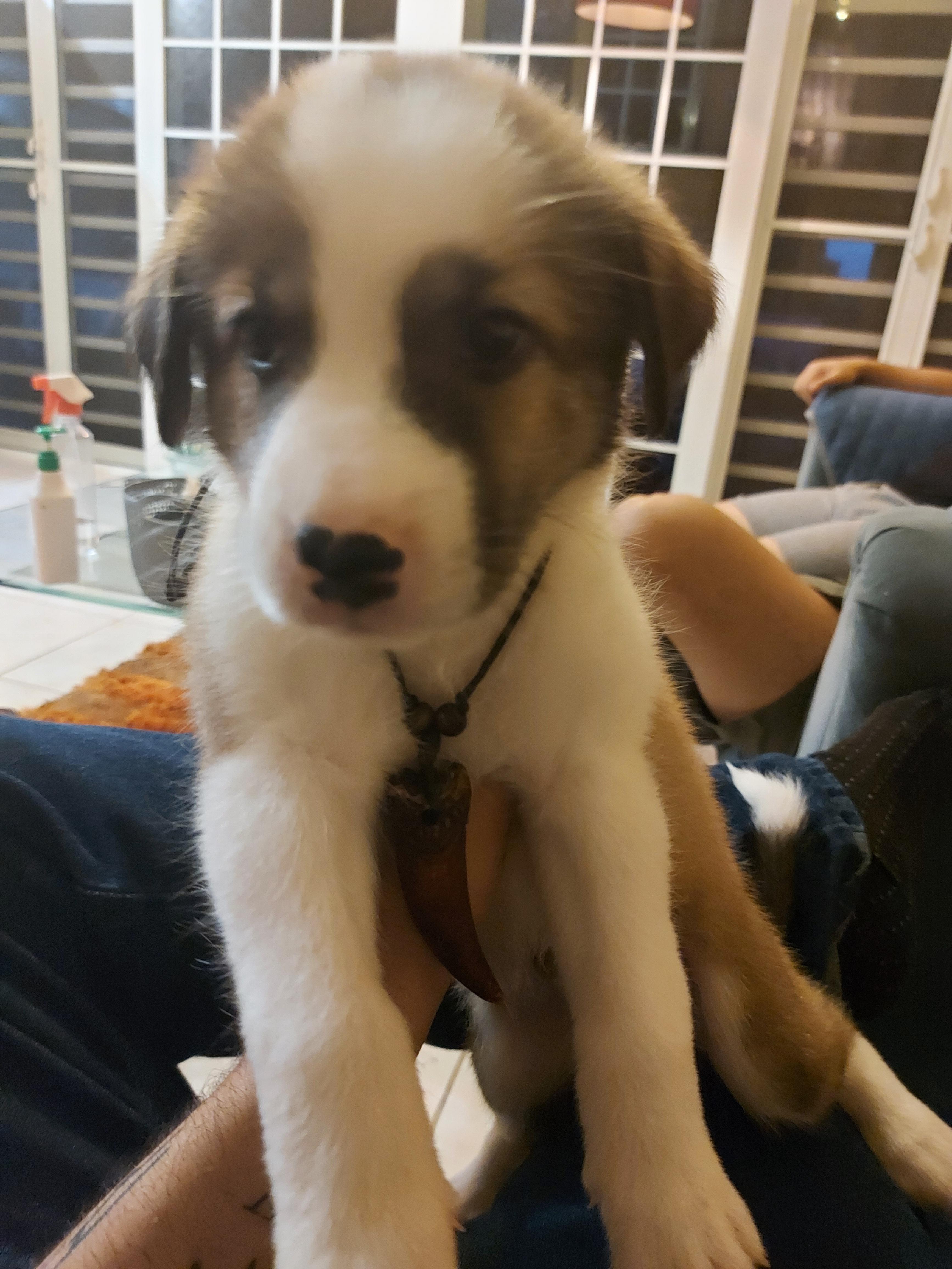 (OC) Four leaf clover nose | Scrolller