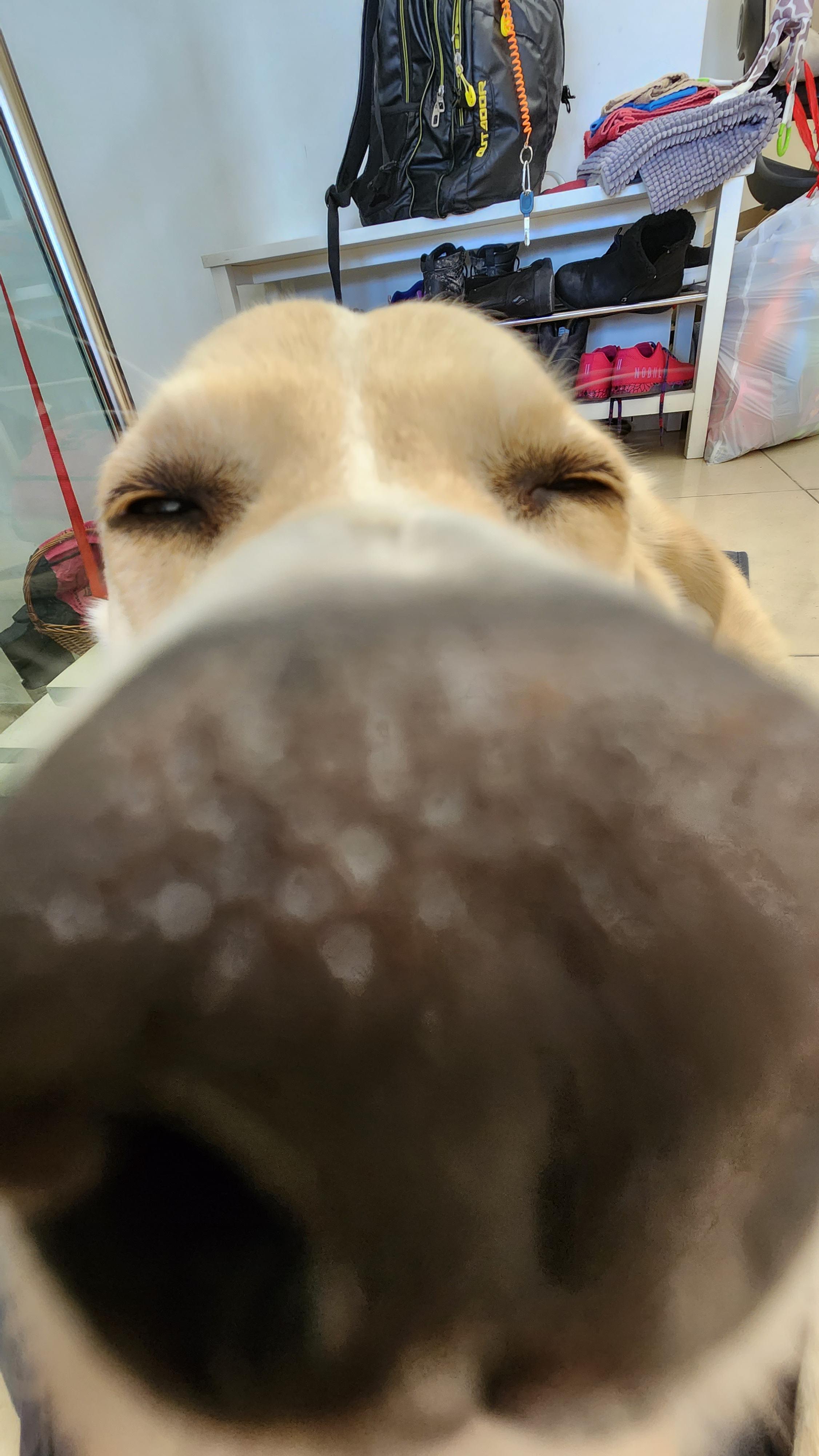 Meet Sandy! | Scrolller