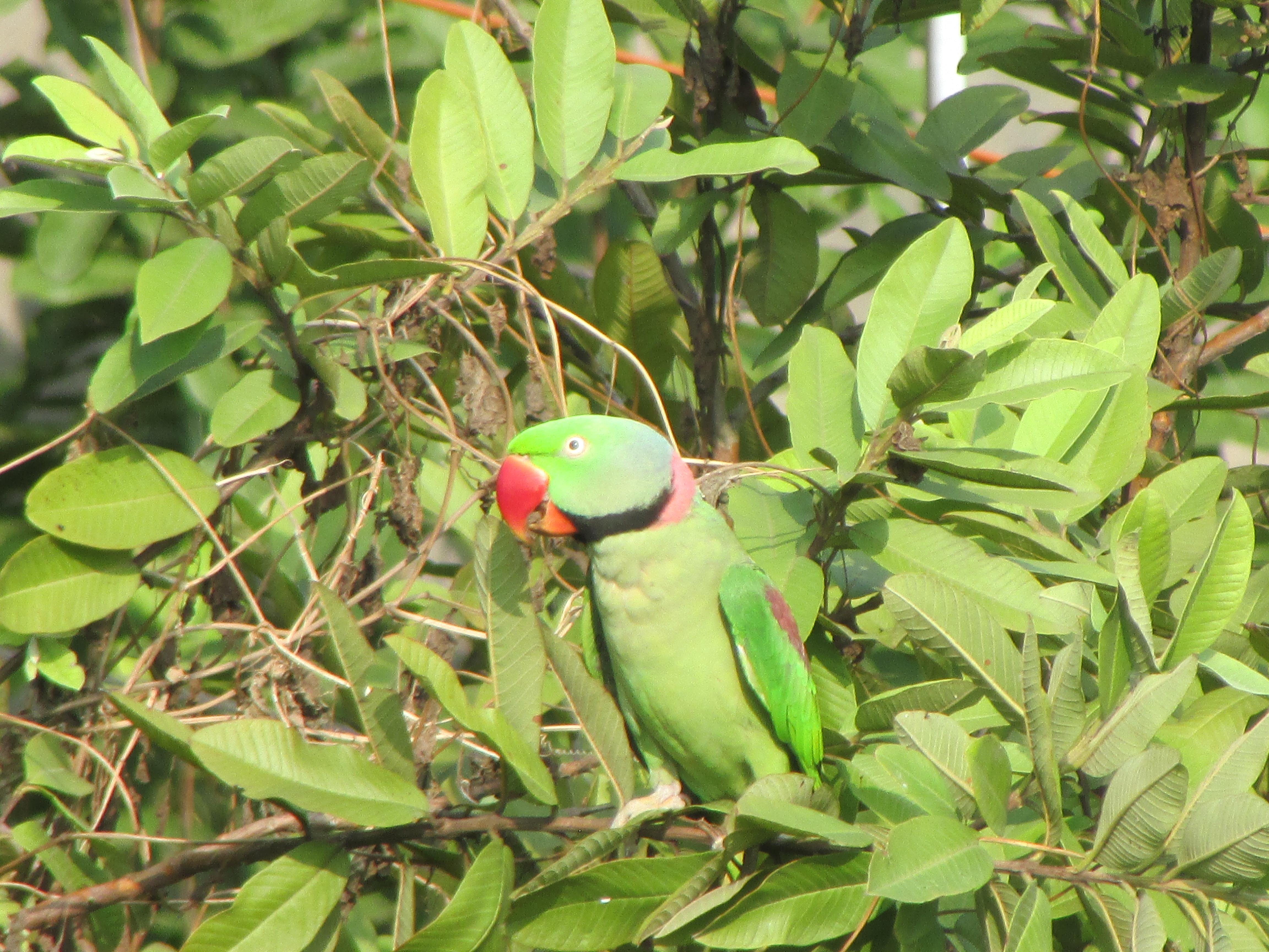 A wild parrot | Scrolller