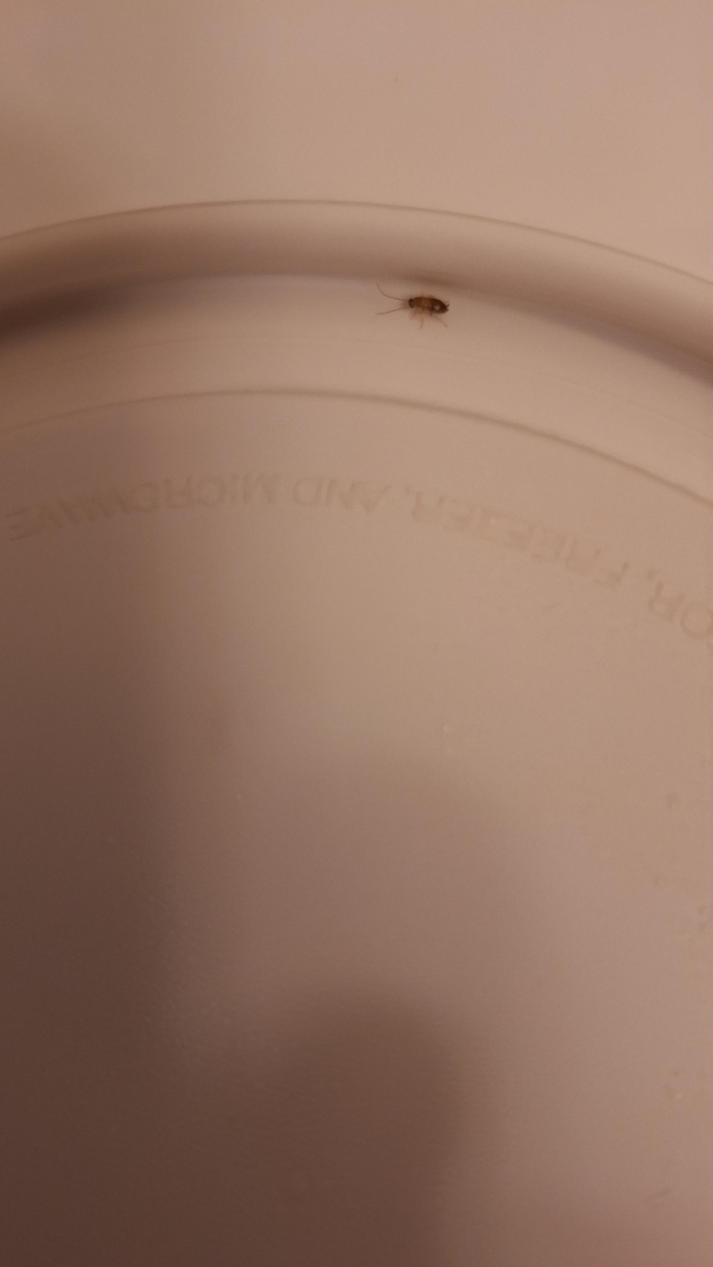 Insect Identification Request - is this a cockroach? | Scrolller