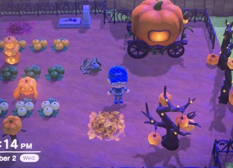 Pumpkin patch | Scrolller