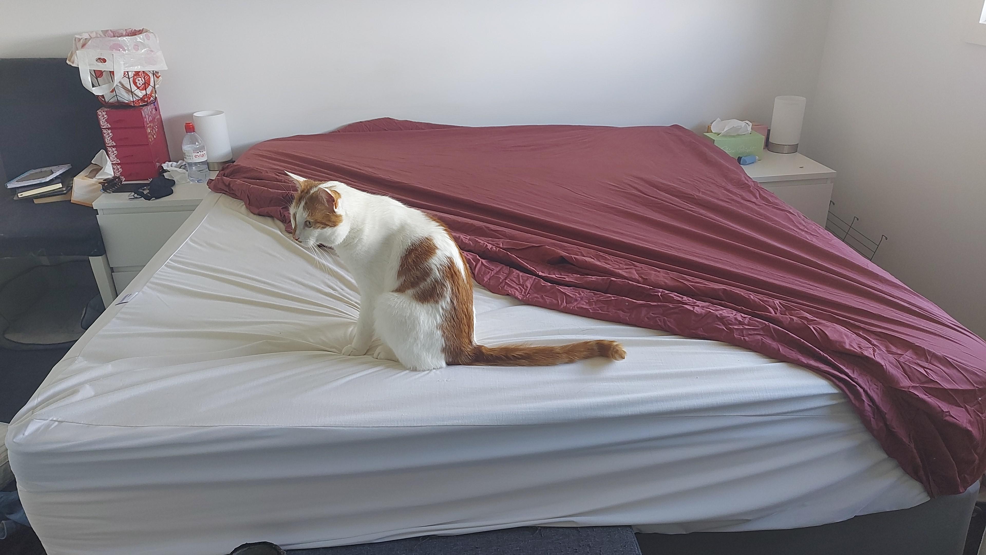 Cat 'helping' change the sheets | Scrolller
