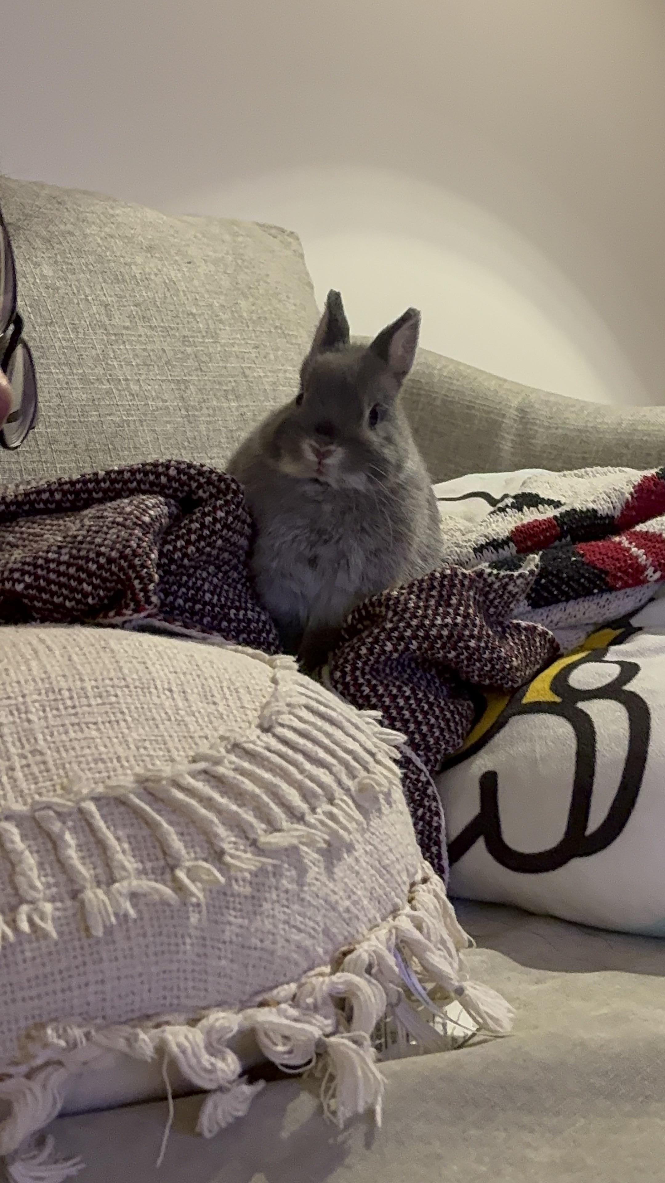 Rest in peace sweet tiny Misty | Scrolller