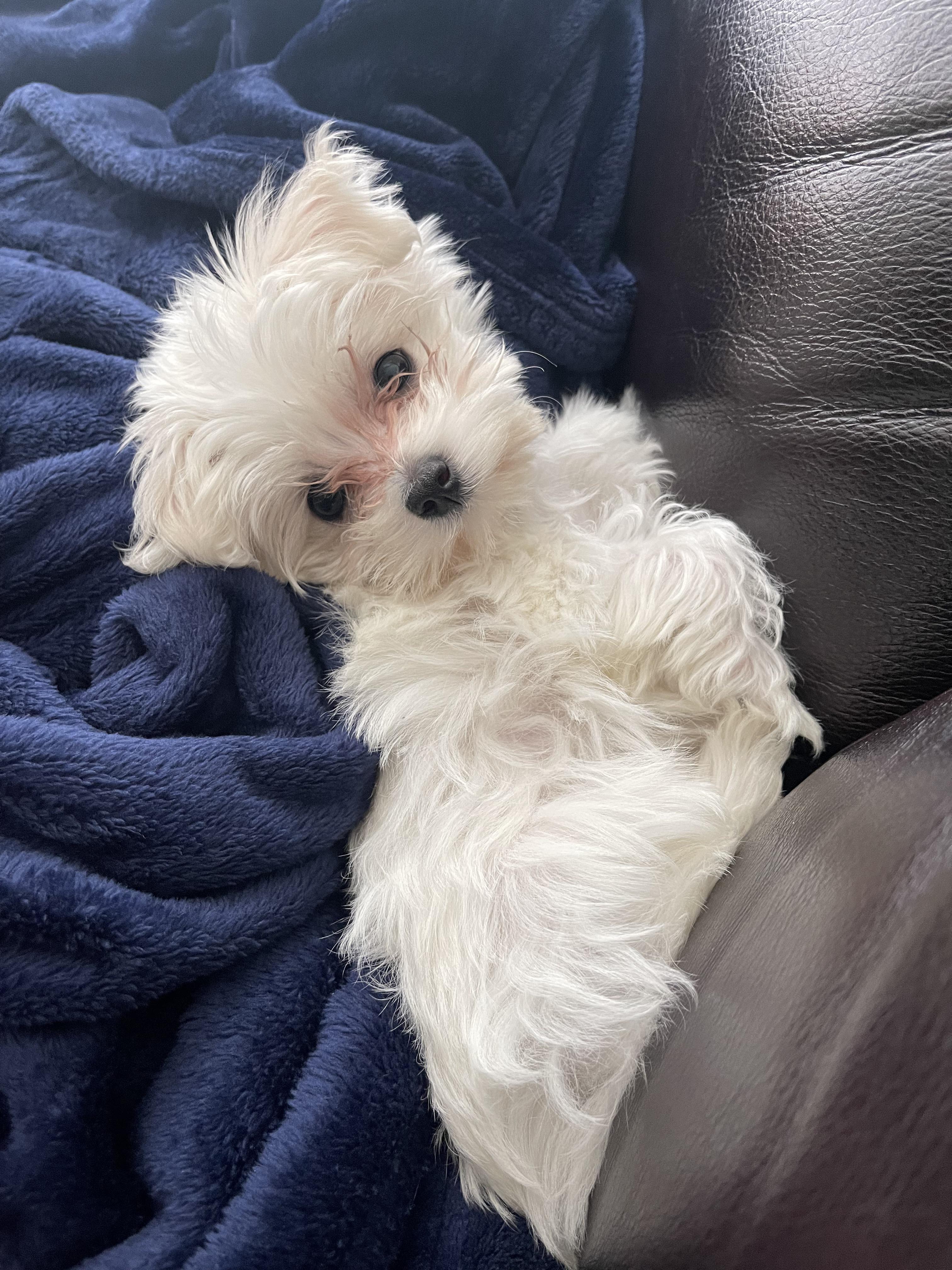 Violet, my study buddy | Scrolller