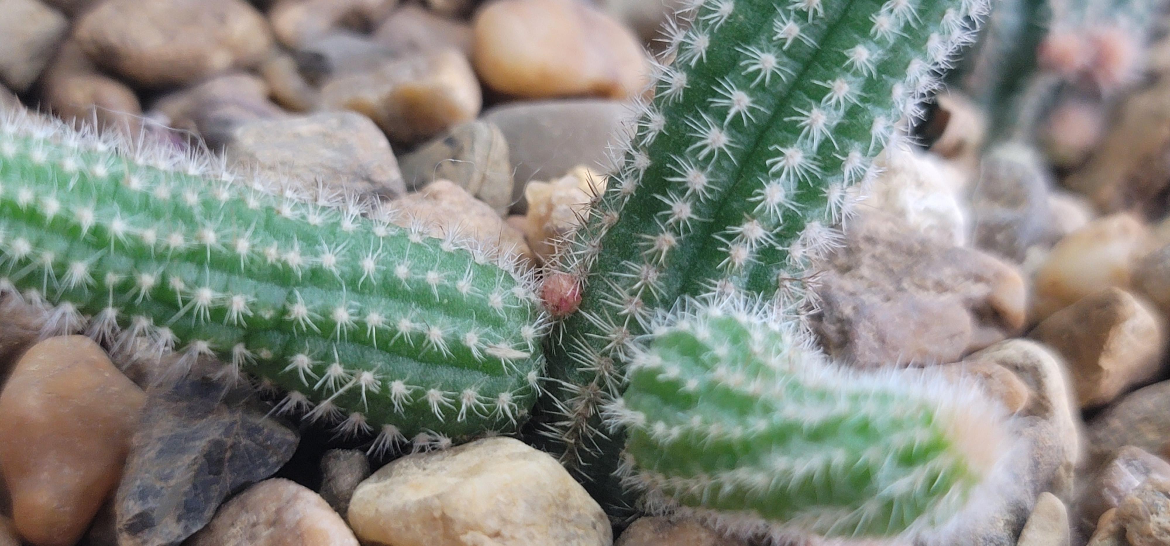 Are these pups growing on these peanut cacti? How are they looking ...