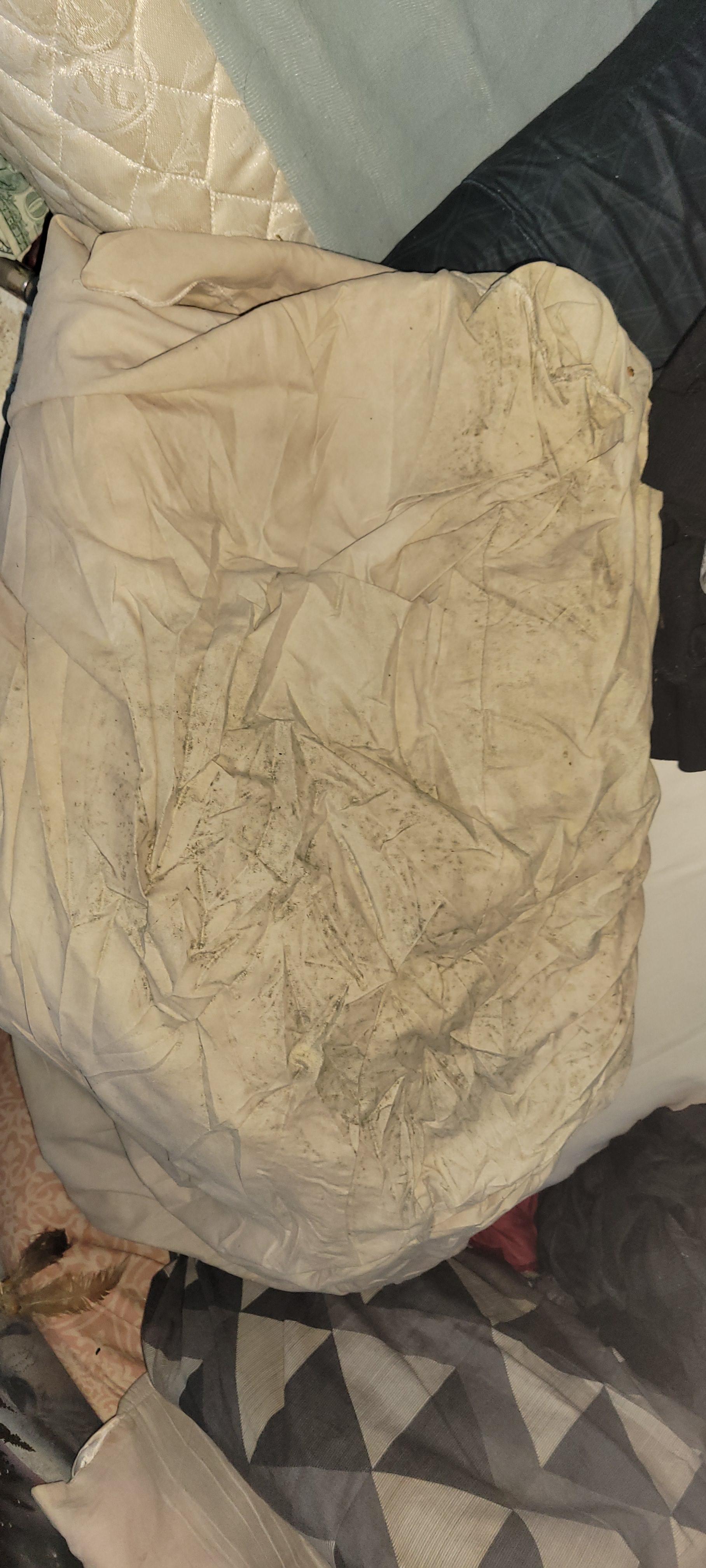 Mold identification? | Scrolller