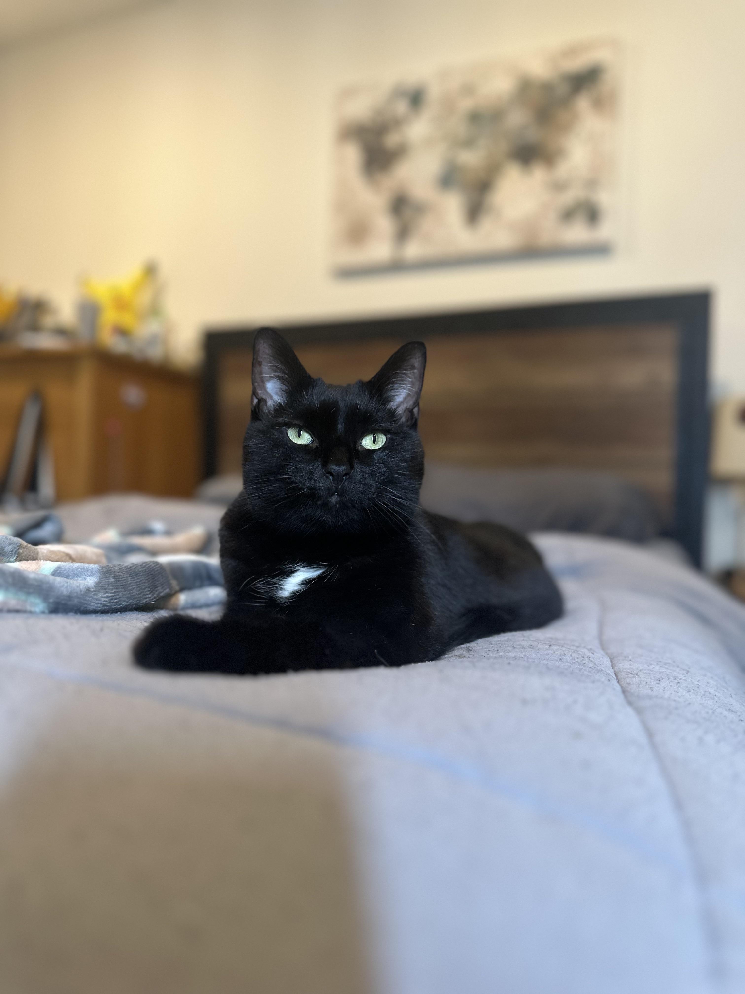 My black cat is extremely photogenic | Scrolller