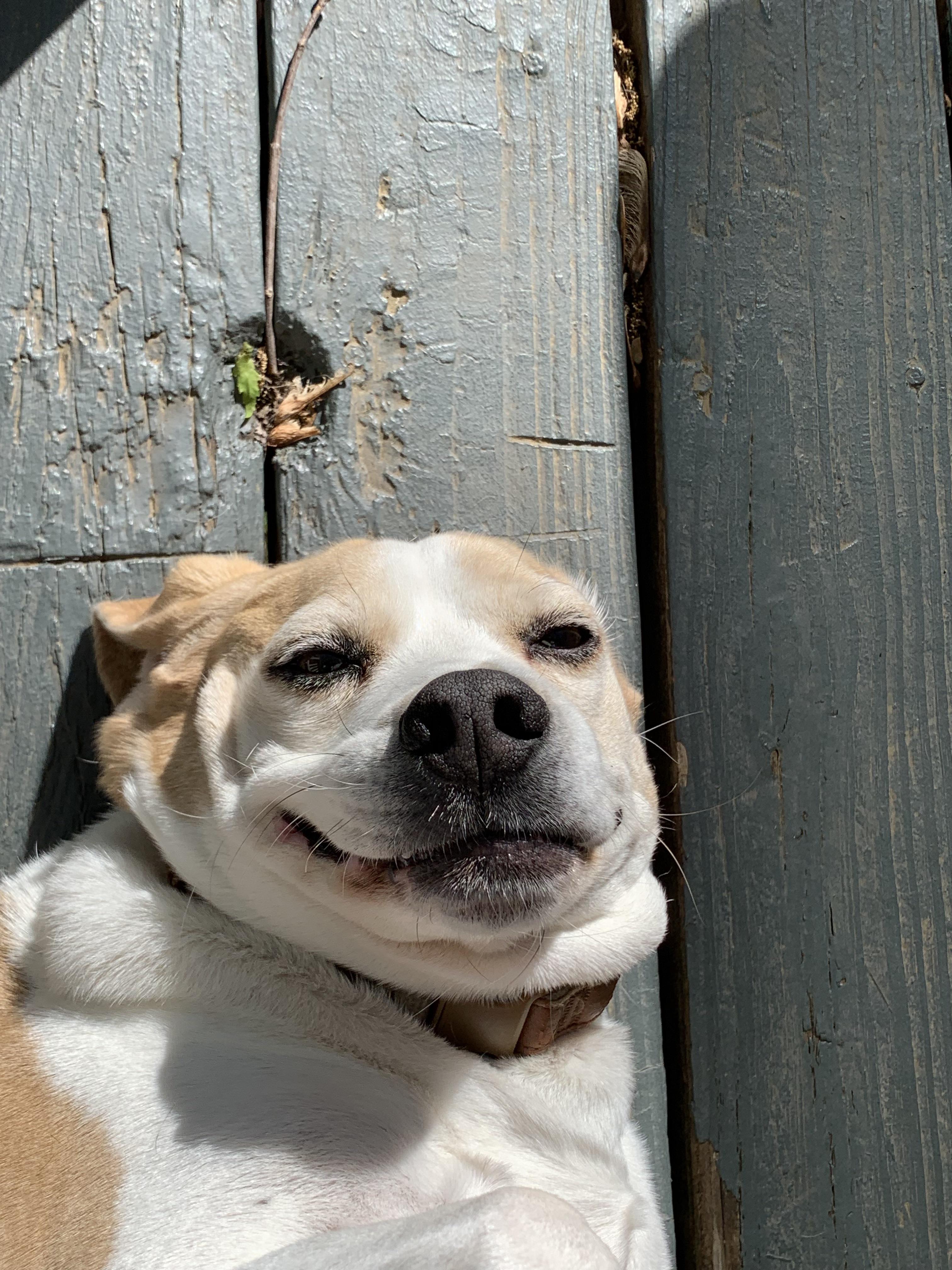 The many faces of sunshine belly rubs | Scrolller