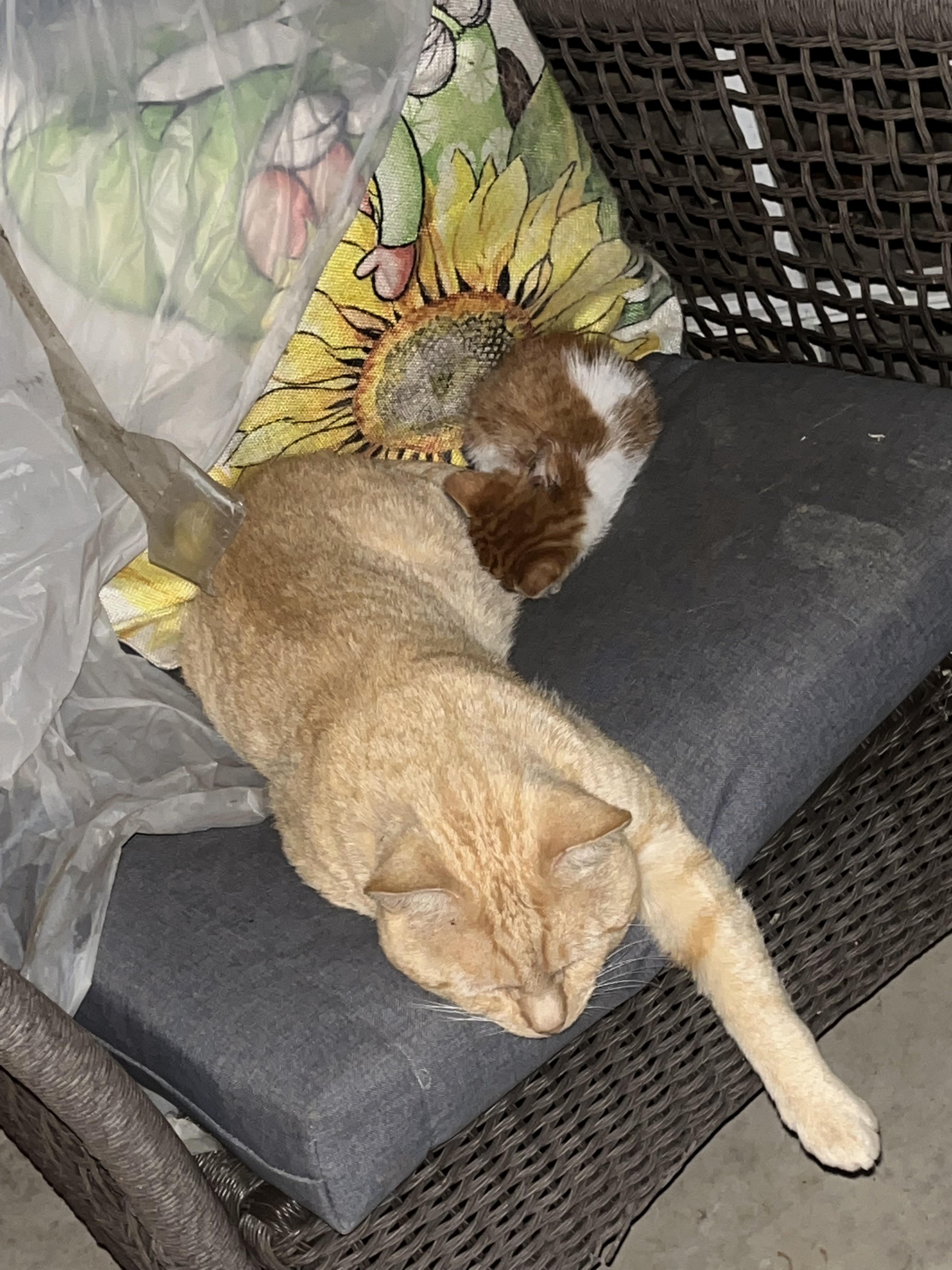My cat has taken this stray kitten under his wing | Scrolller