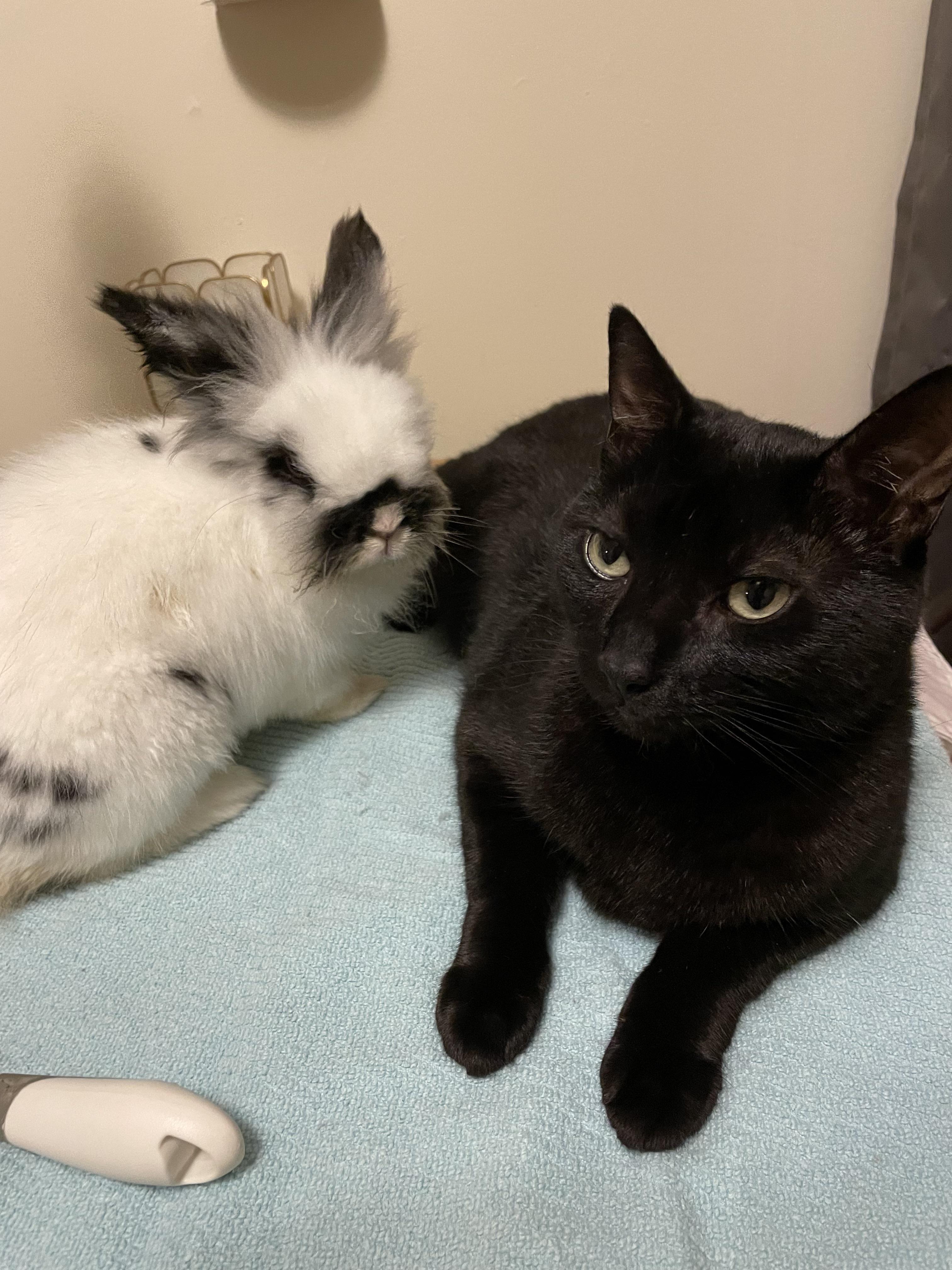 Queen Nala 👸 | Scrolller