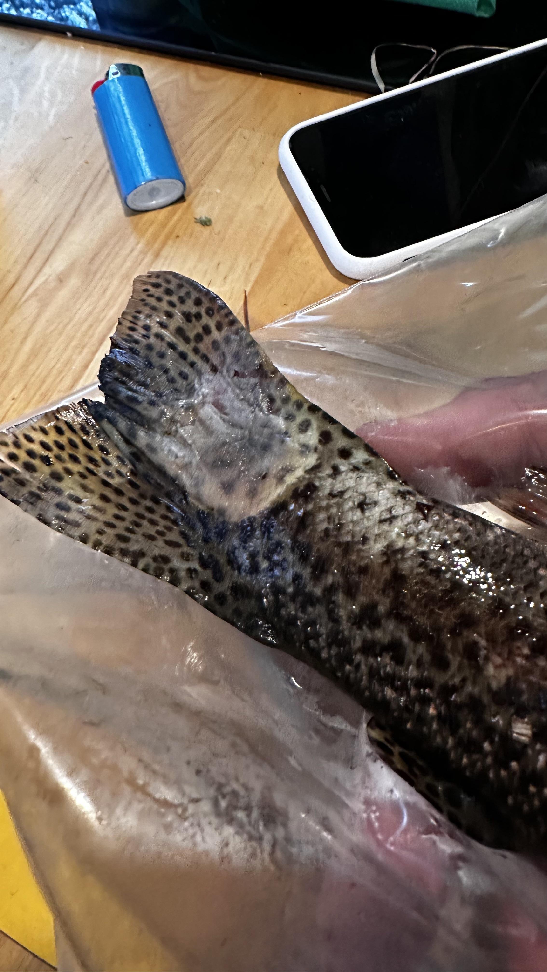 What are these weird spots | Scrolller