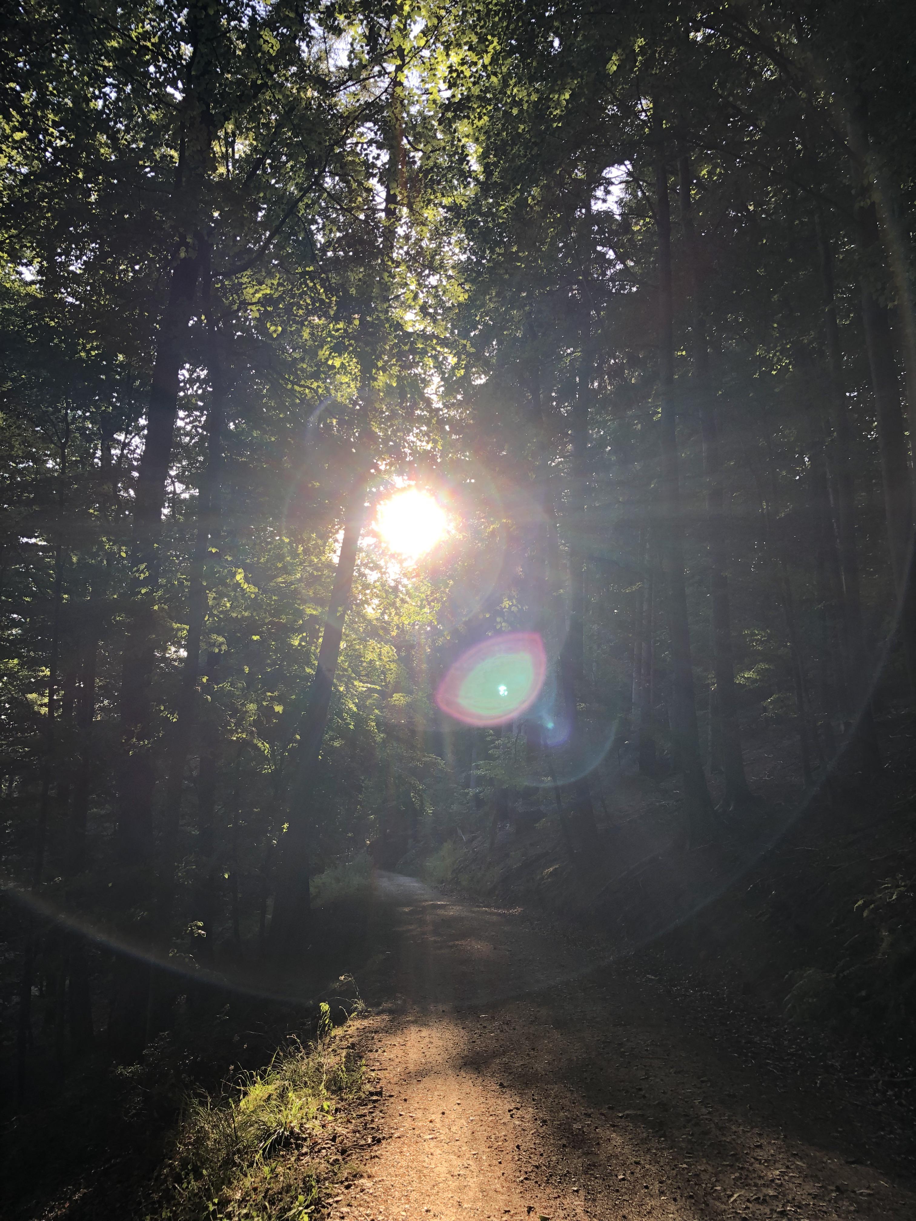 (OC) Light play in the forest | Scrolller