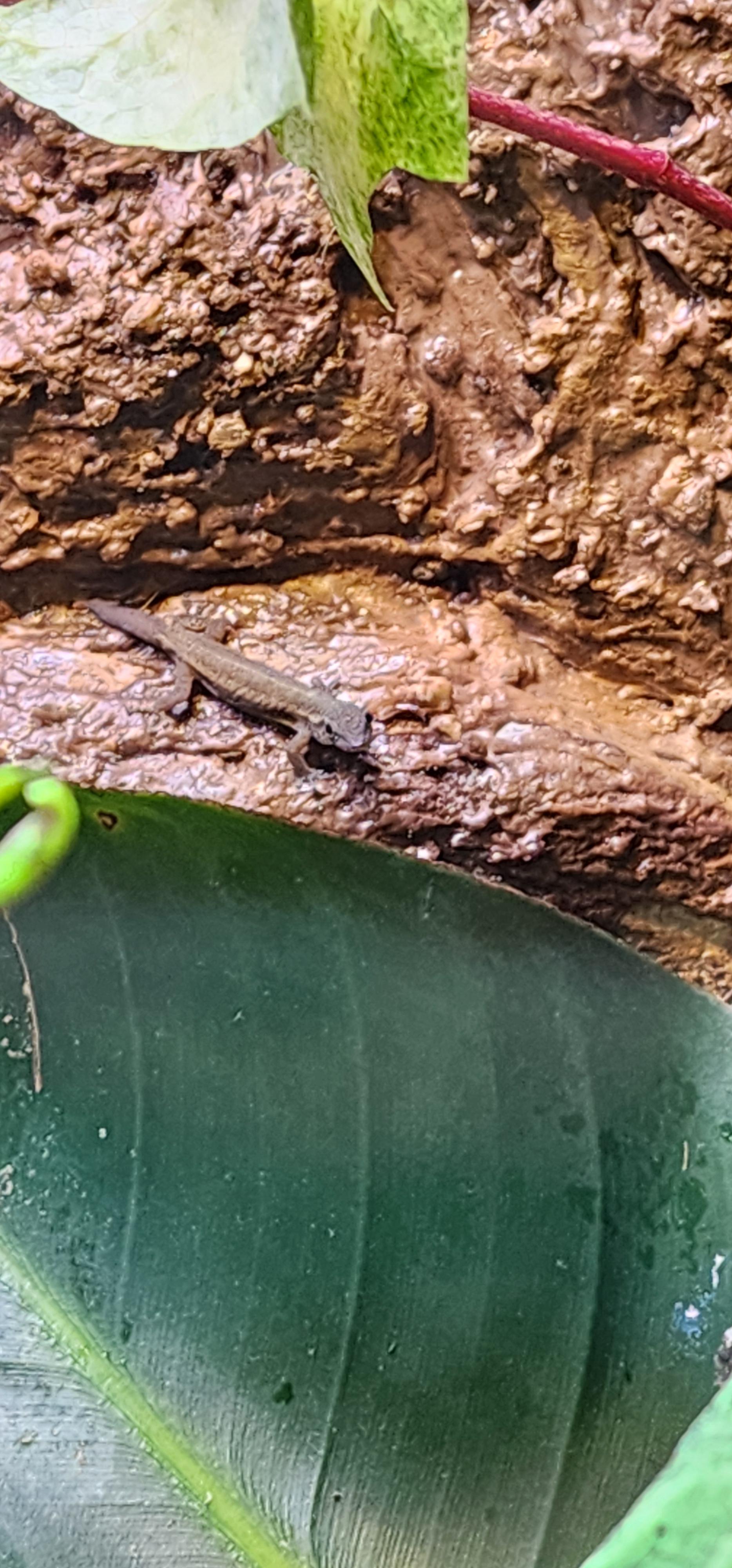 Help, my gecks are gray | Scrolller