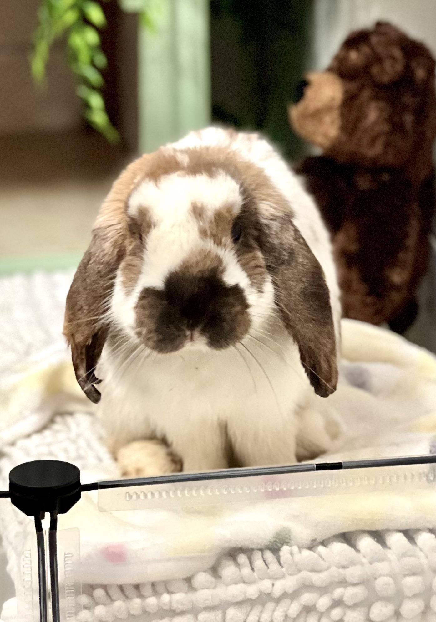 Bonding Male Buns | Scrolller