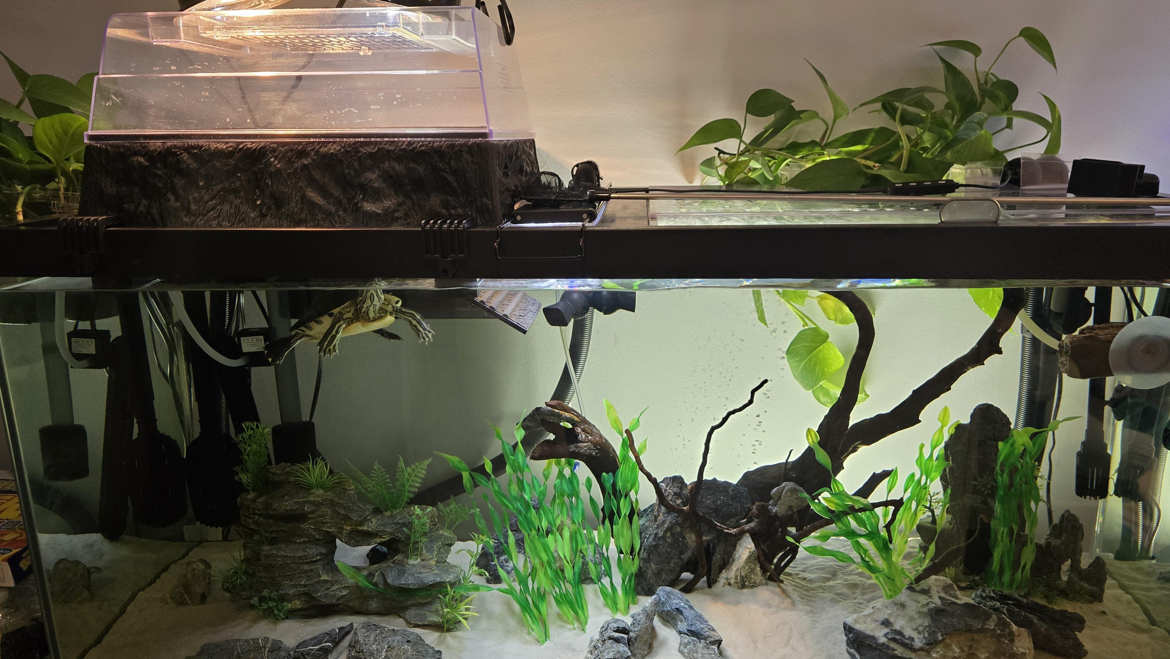 Keeping It Clean and Green: How Pothos Plants Help My Turtle Tank Thrive | Scrolller