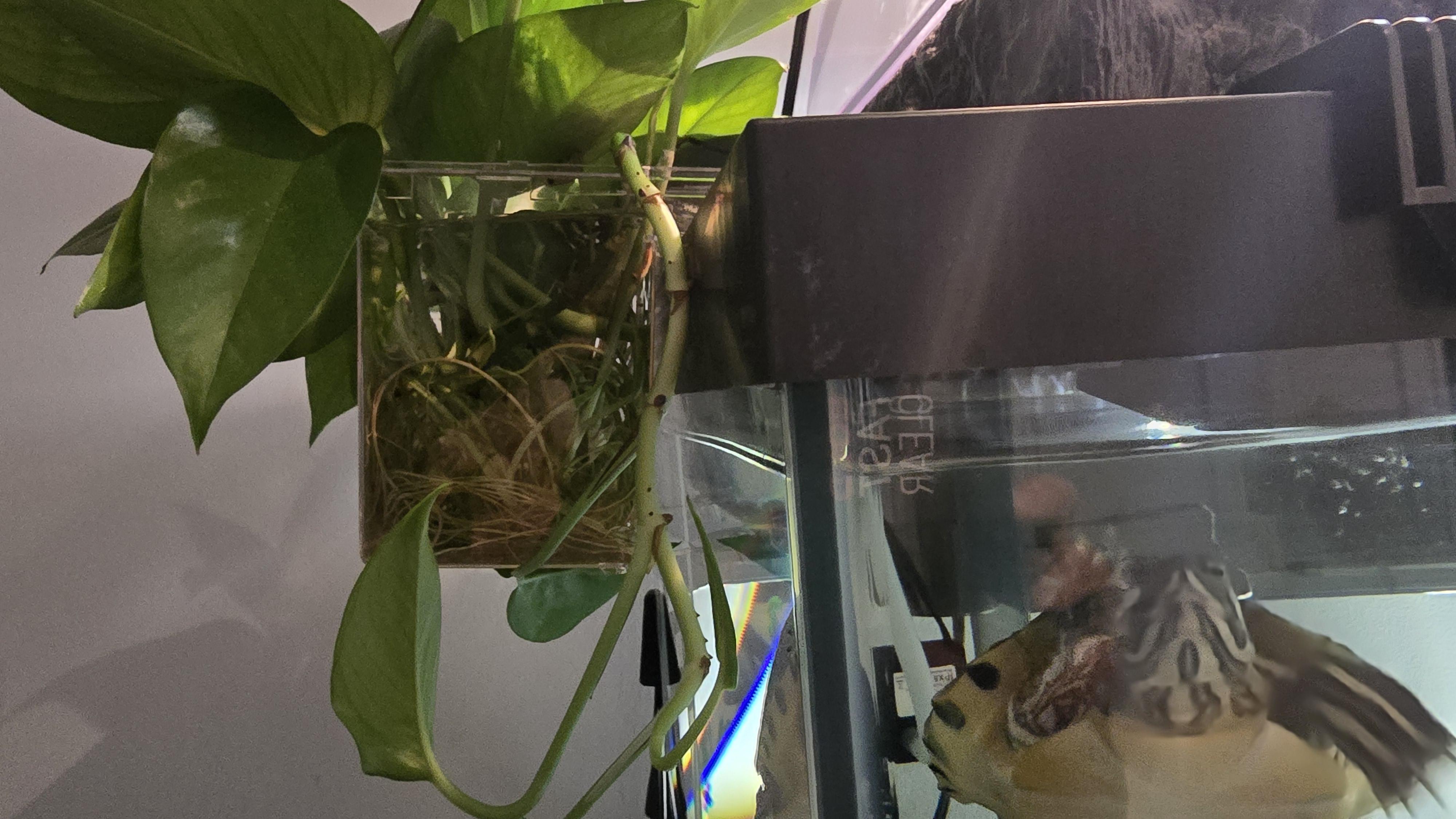 Keeping It Clean and Green: How Pothos Plants Help My Turtle Tank Thrive | Scrolller