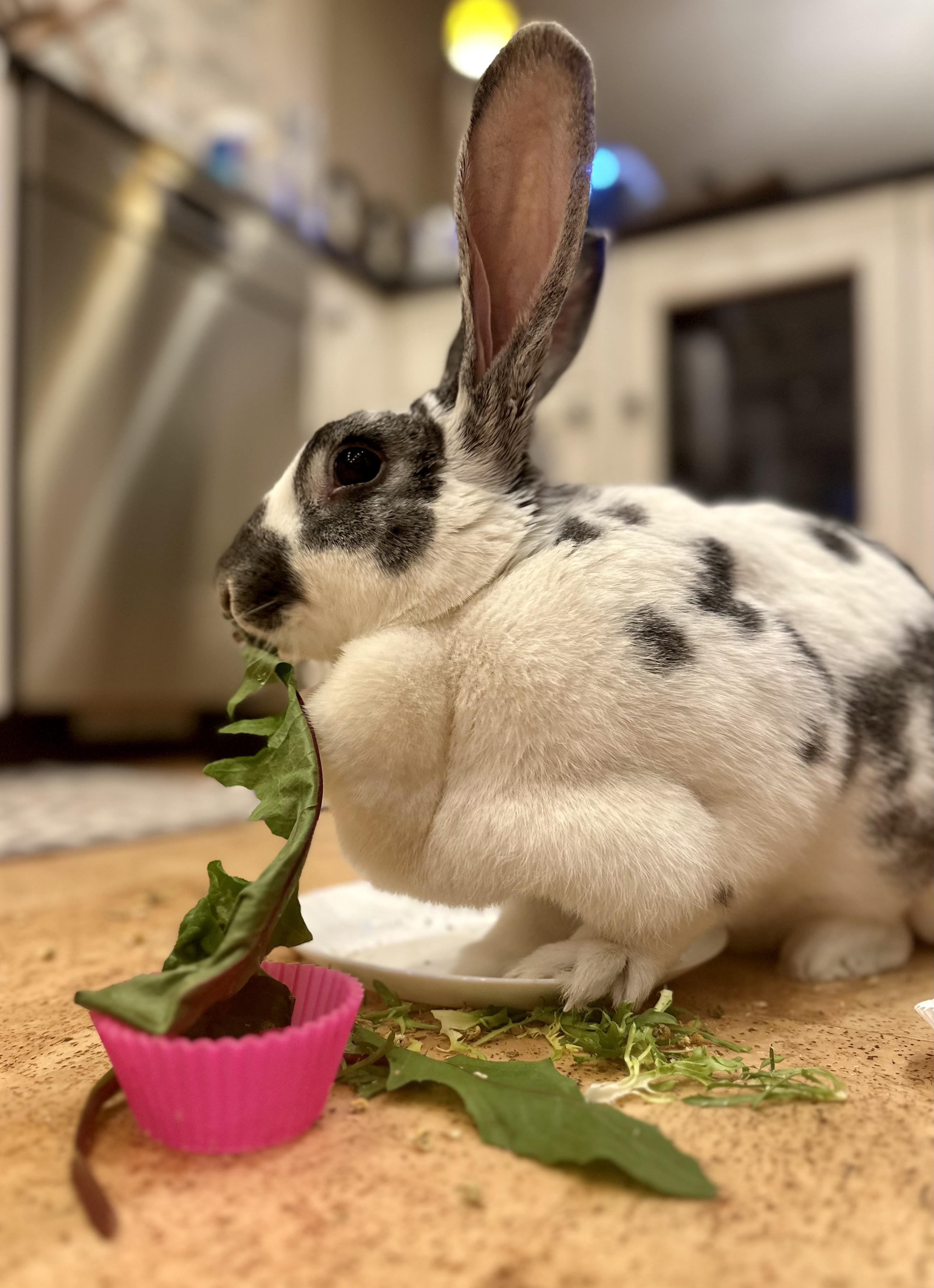 8th Birthday “cake smash” for Cookie aka Bean Bun! | Scrolller