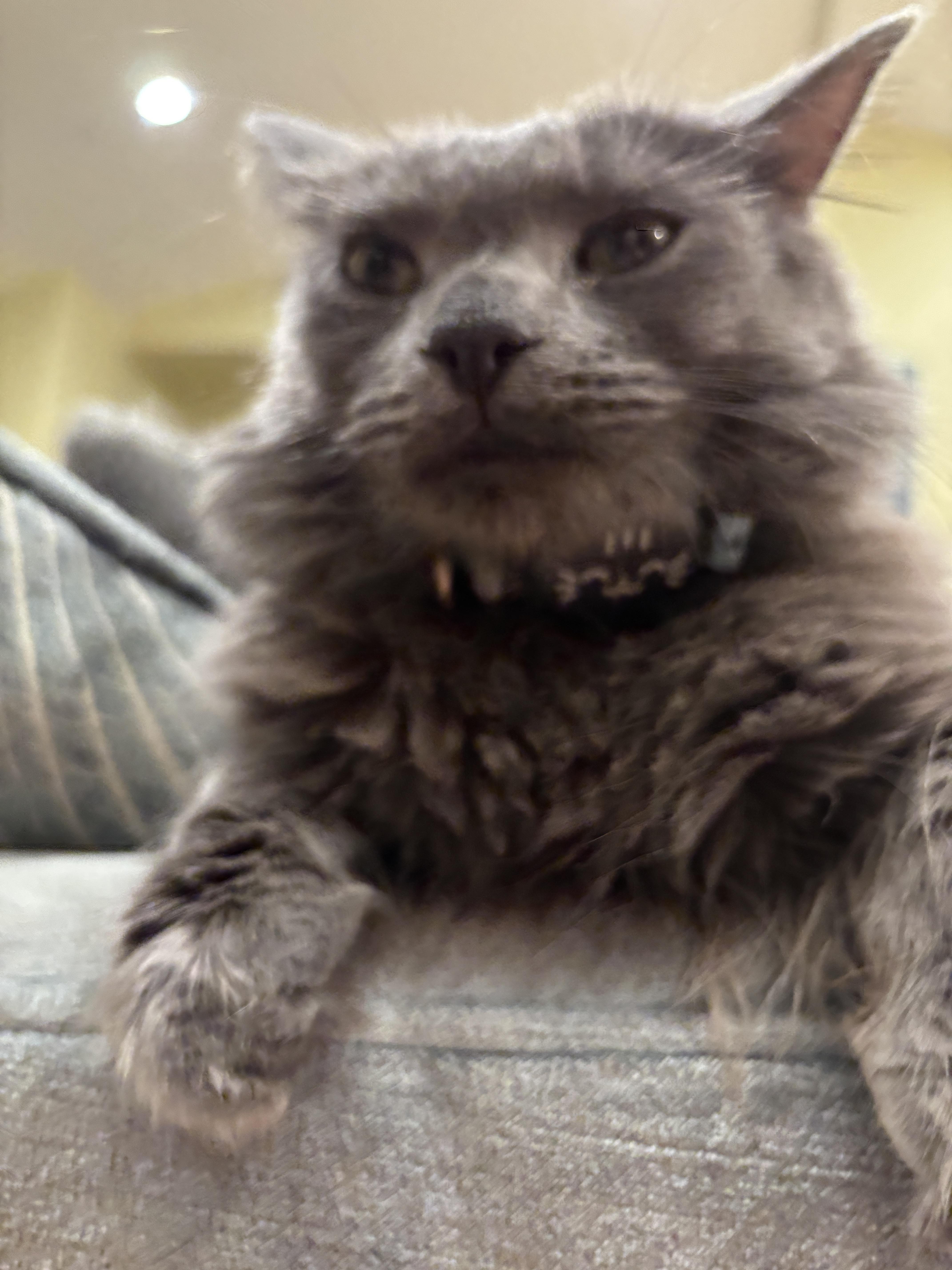 Tips on Neb Grooming | Scrolller