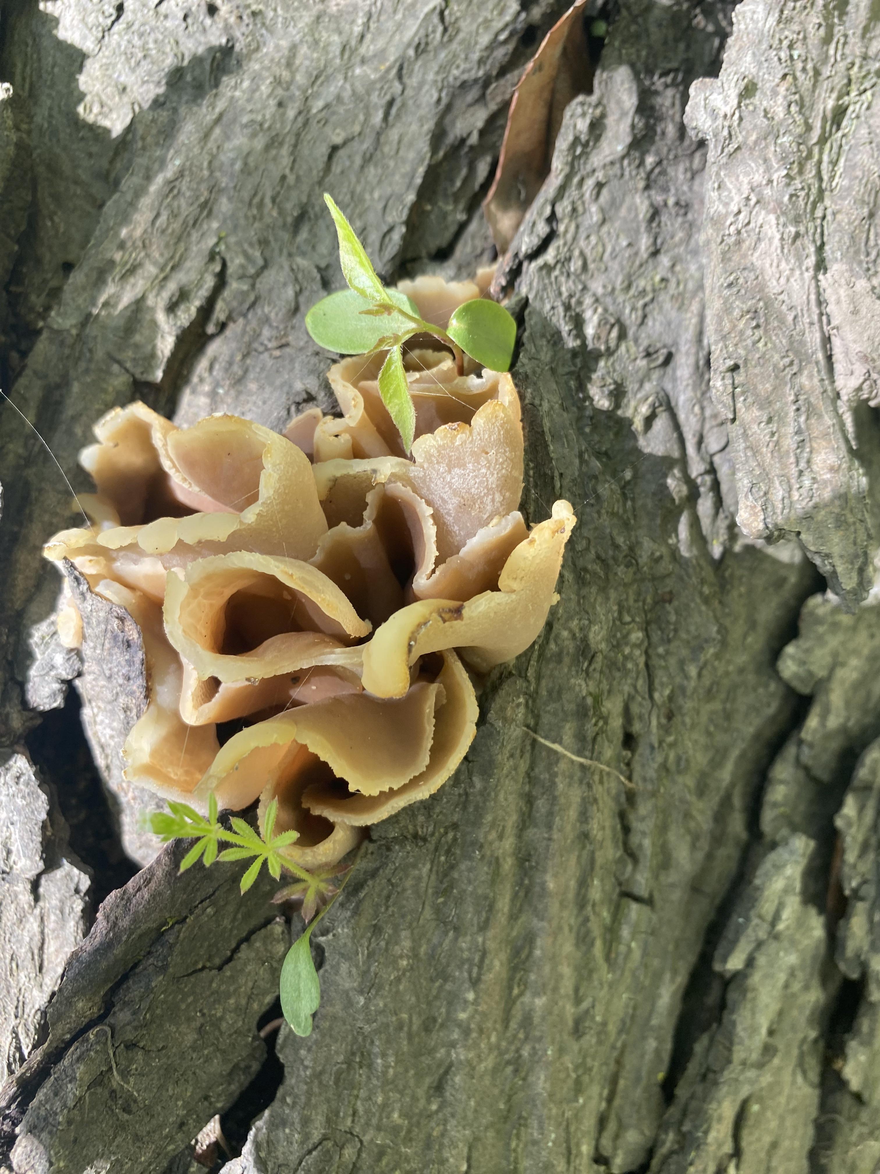 Discover more like MushroomID: Interesting….. NWI mushrooms #Whatisthis #fungi and Related ...