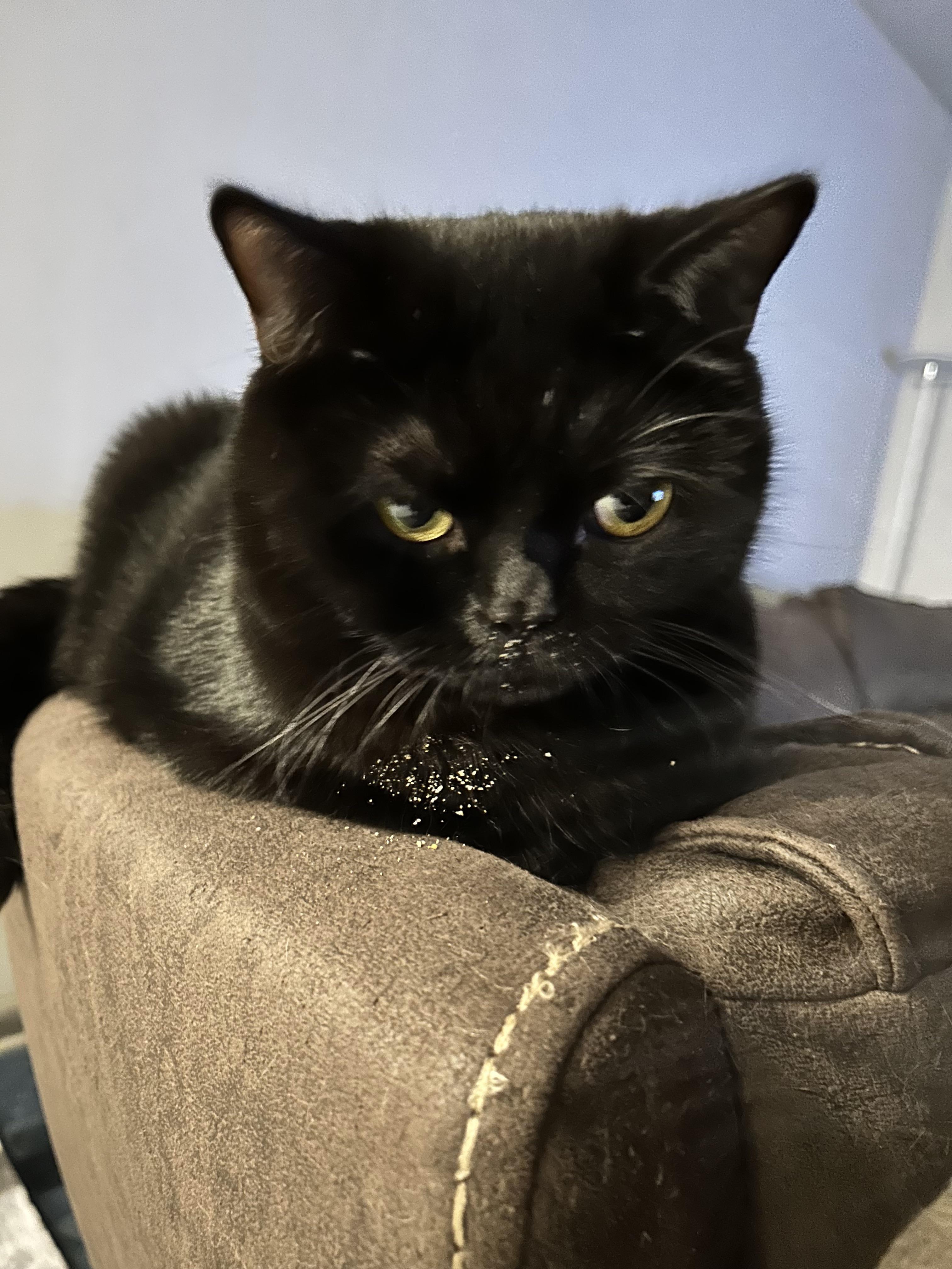 Griffin with cookie crumbs | Scrolller