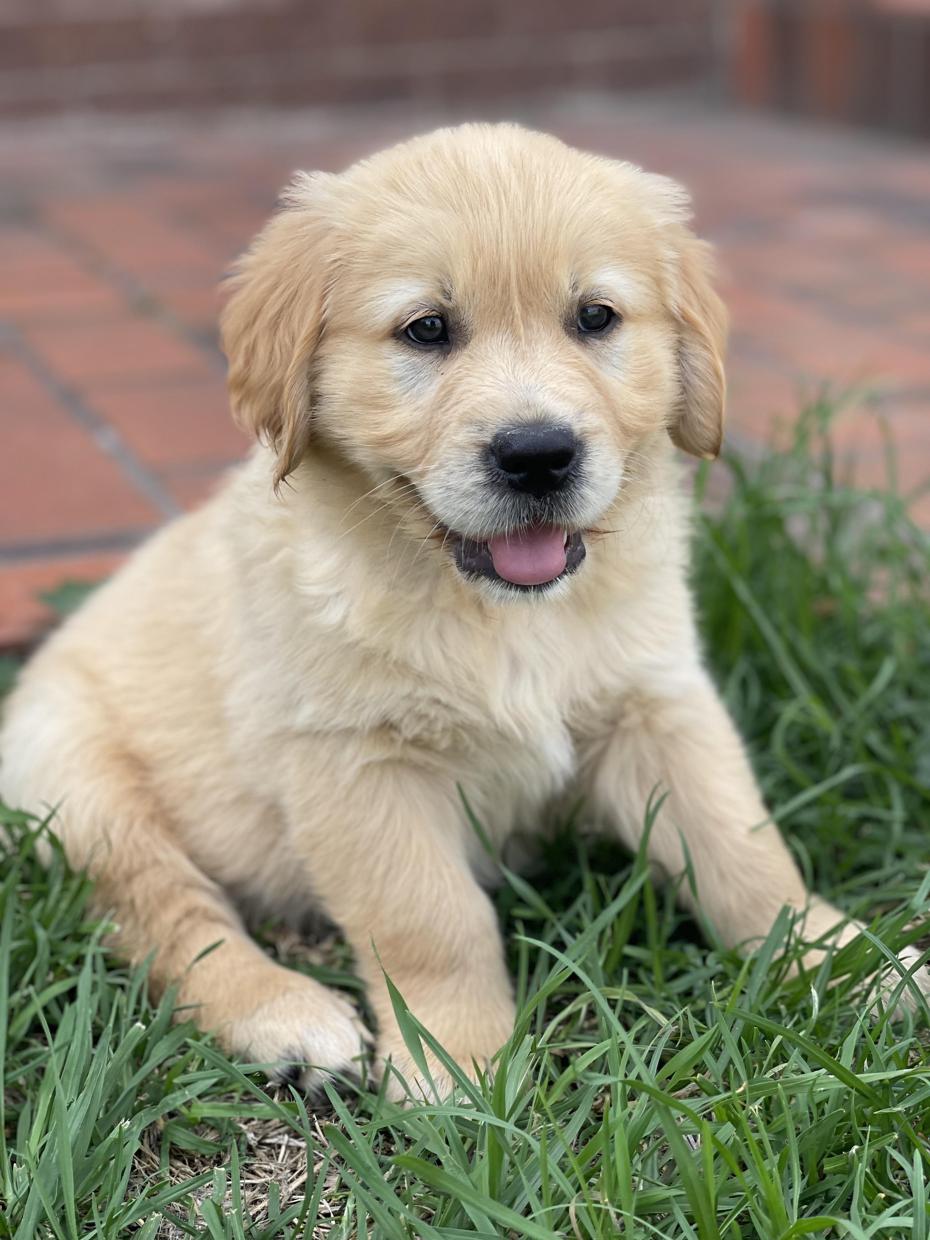 Whiskey 🥃 (OC) | Scrolller