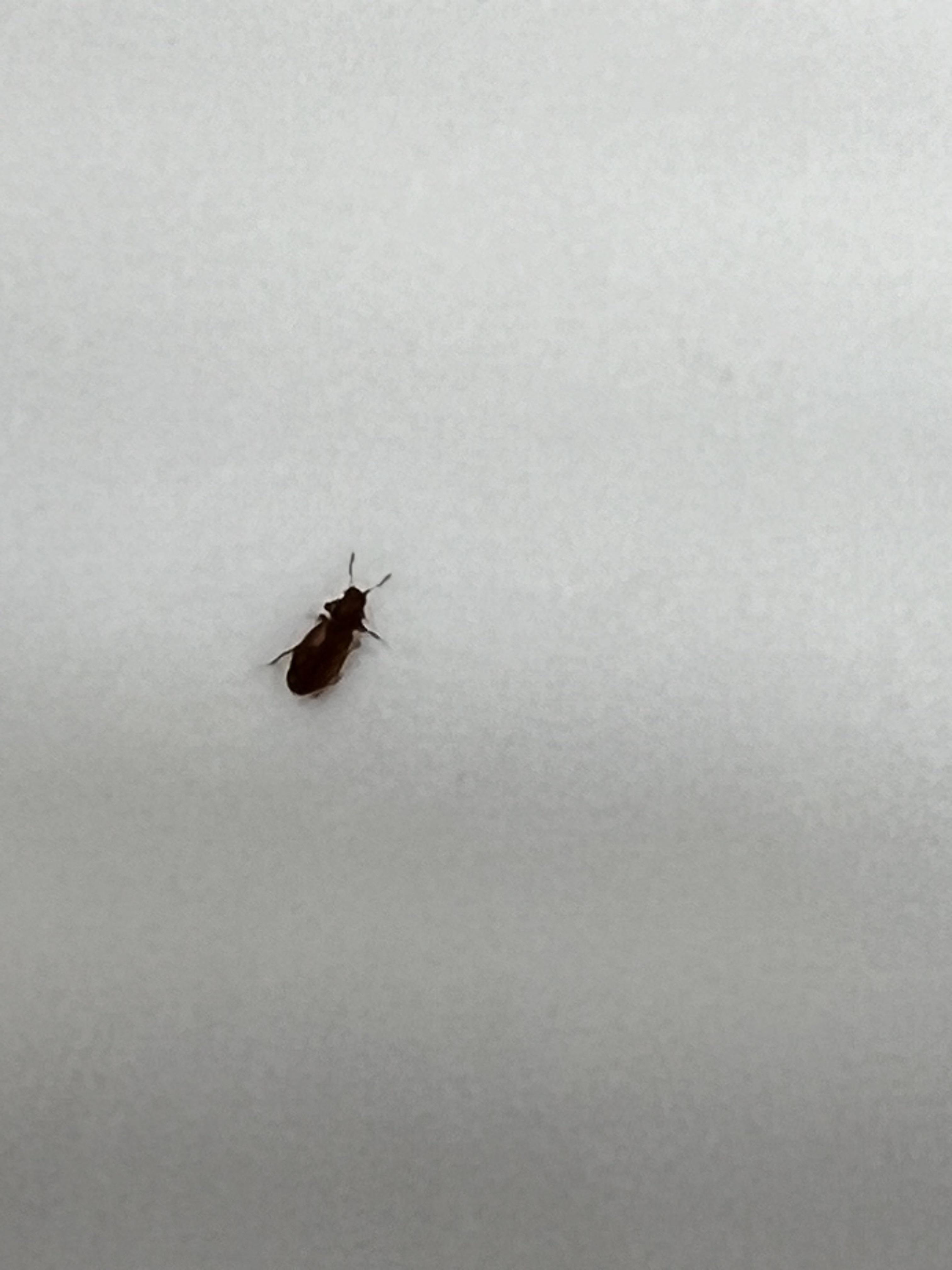 Help identifying an insect! | Scrolller