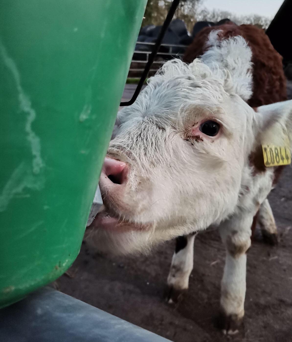 Milk time!! | Scrolller