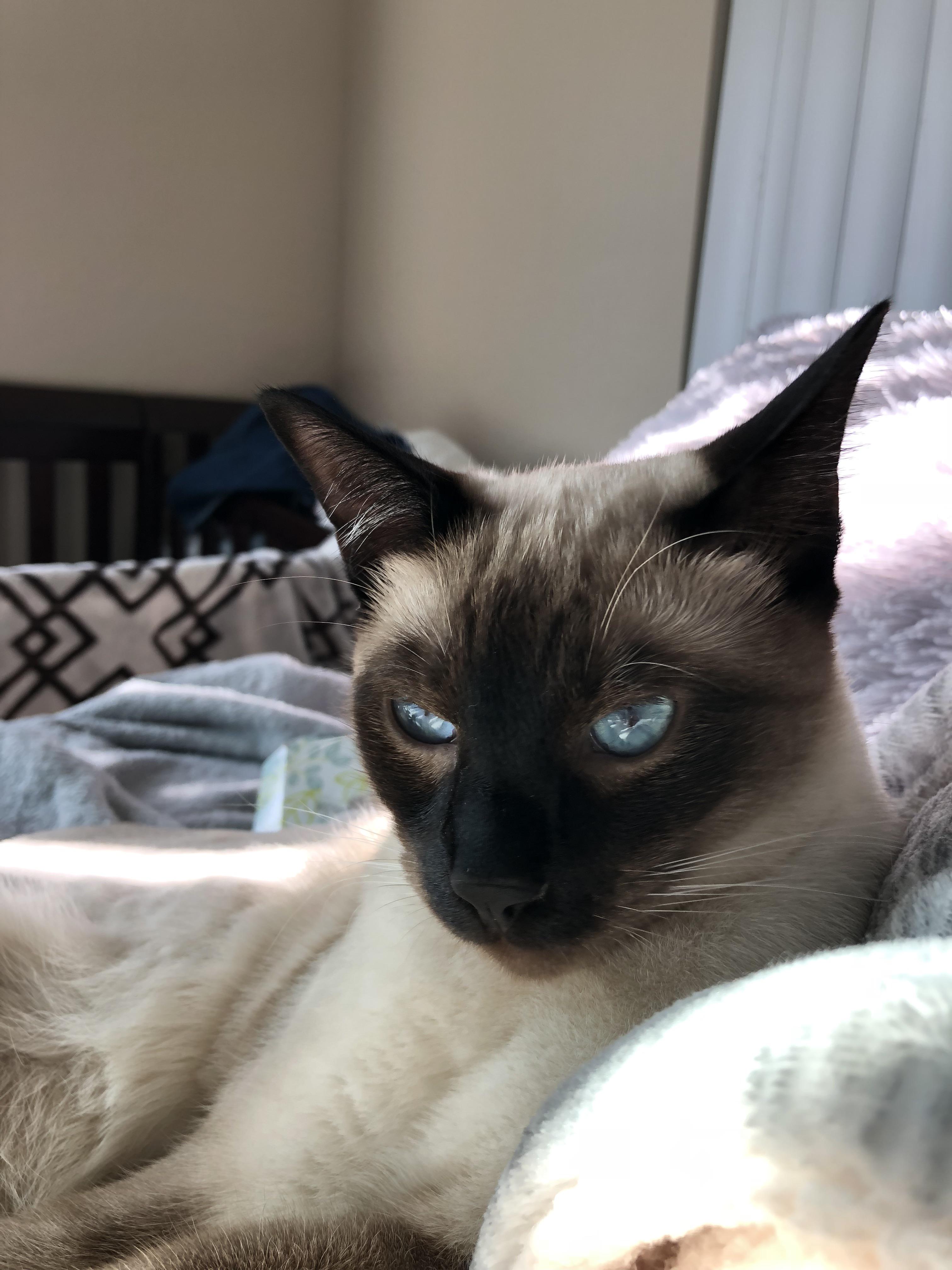 (OC) Max! Why so serious! Then Derp face. Then model pose for the 📸 | Scrolller